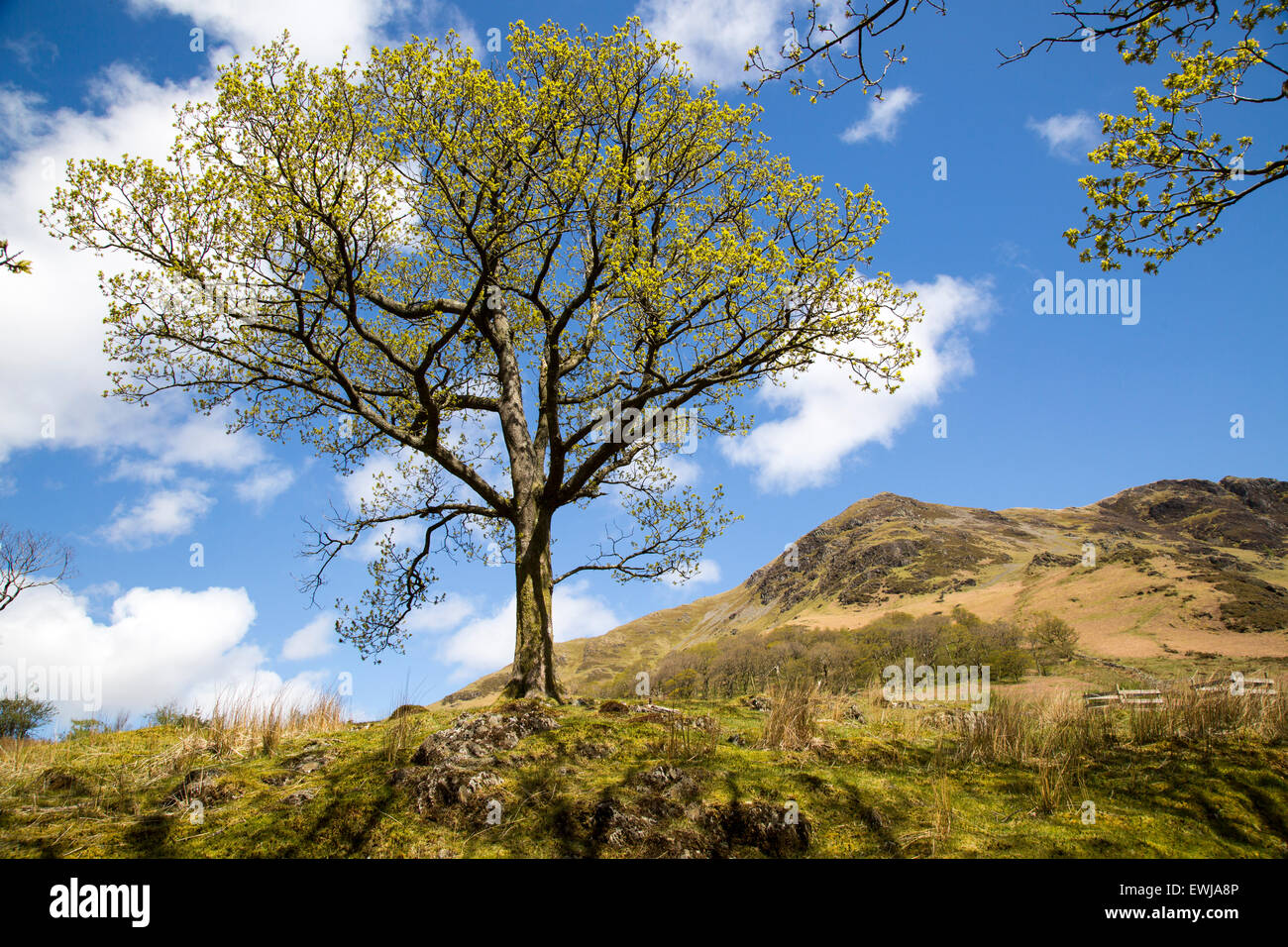 Robinson Fell, Buttermere, Lake District national park, Cumbria ...