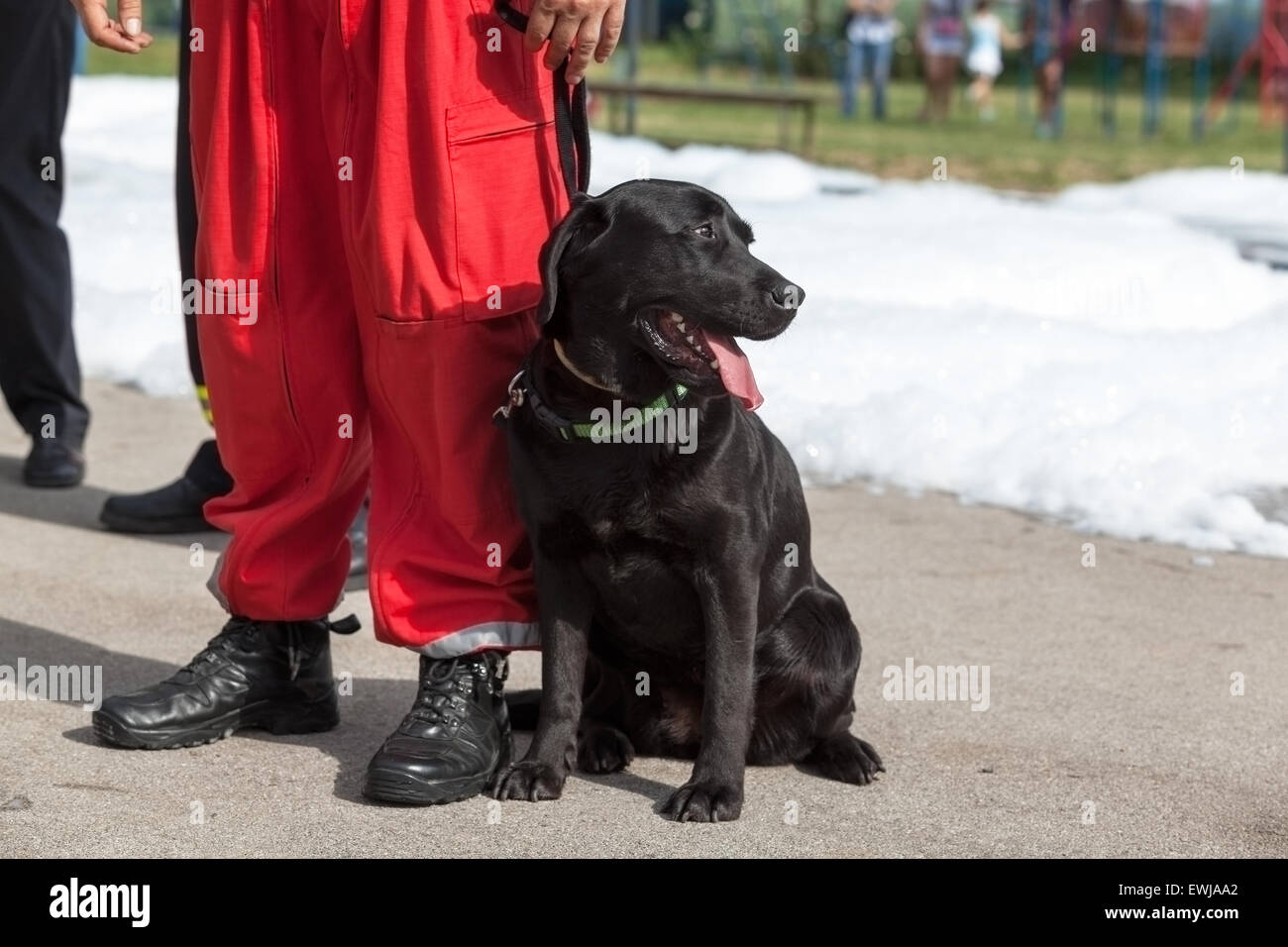 Labrador retriever service hi-res stock photography and images - Alamy