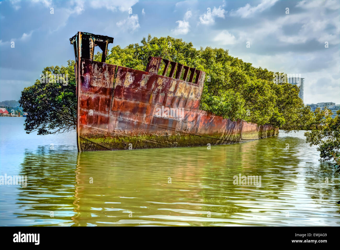 Floating mangrove forest Stock Photo - Alamy