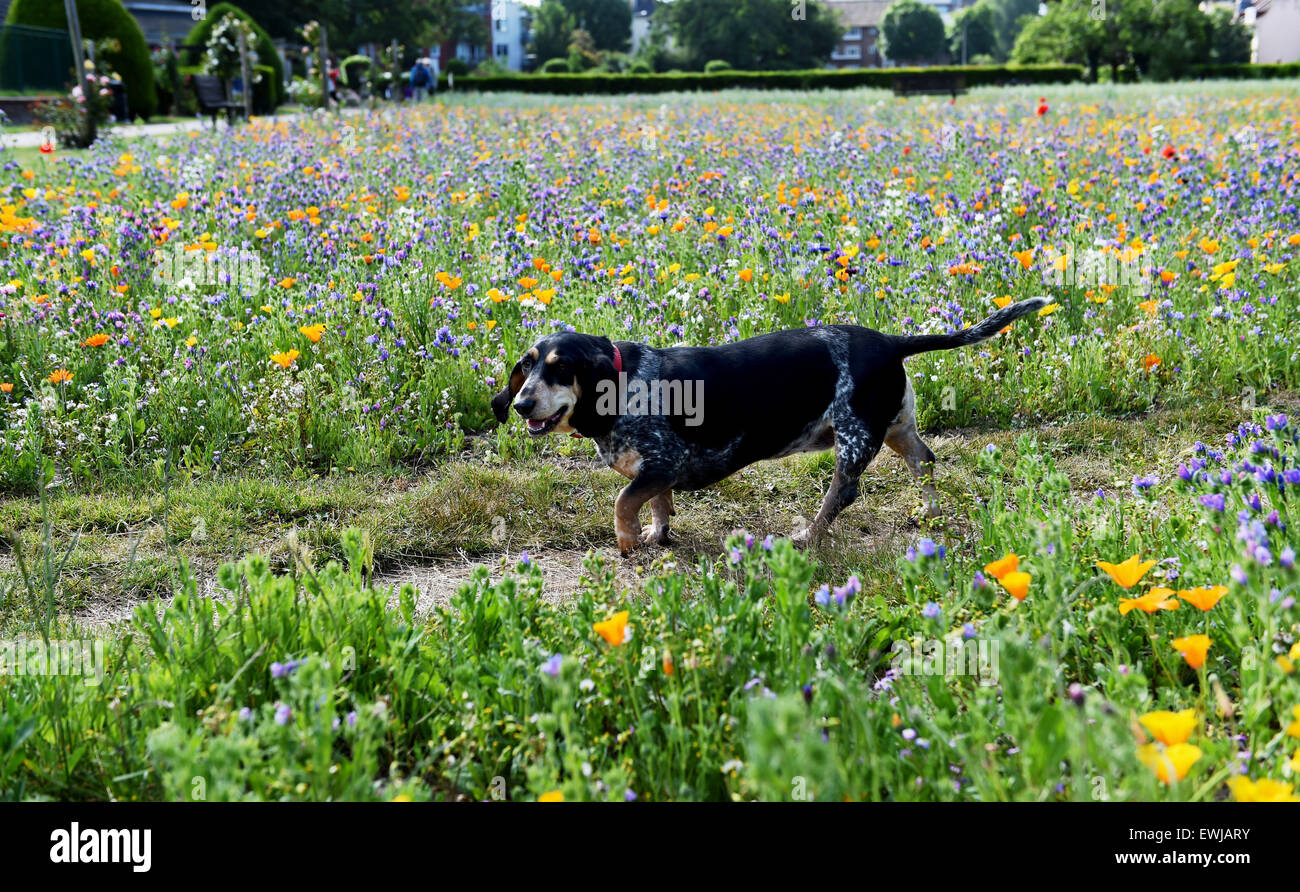 A Basset Bleu de Gascogne enjoys a walk in the beautiful summer weather ...