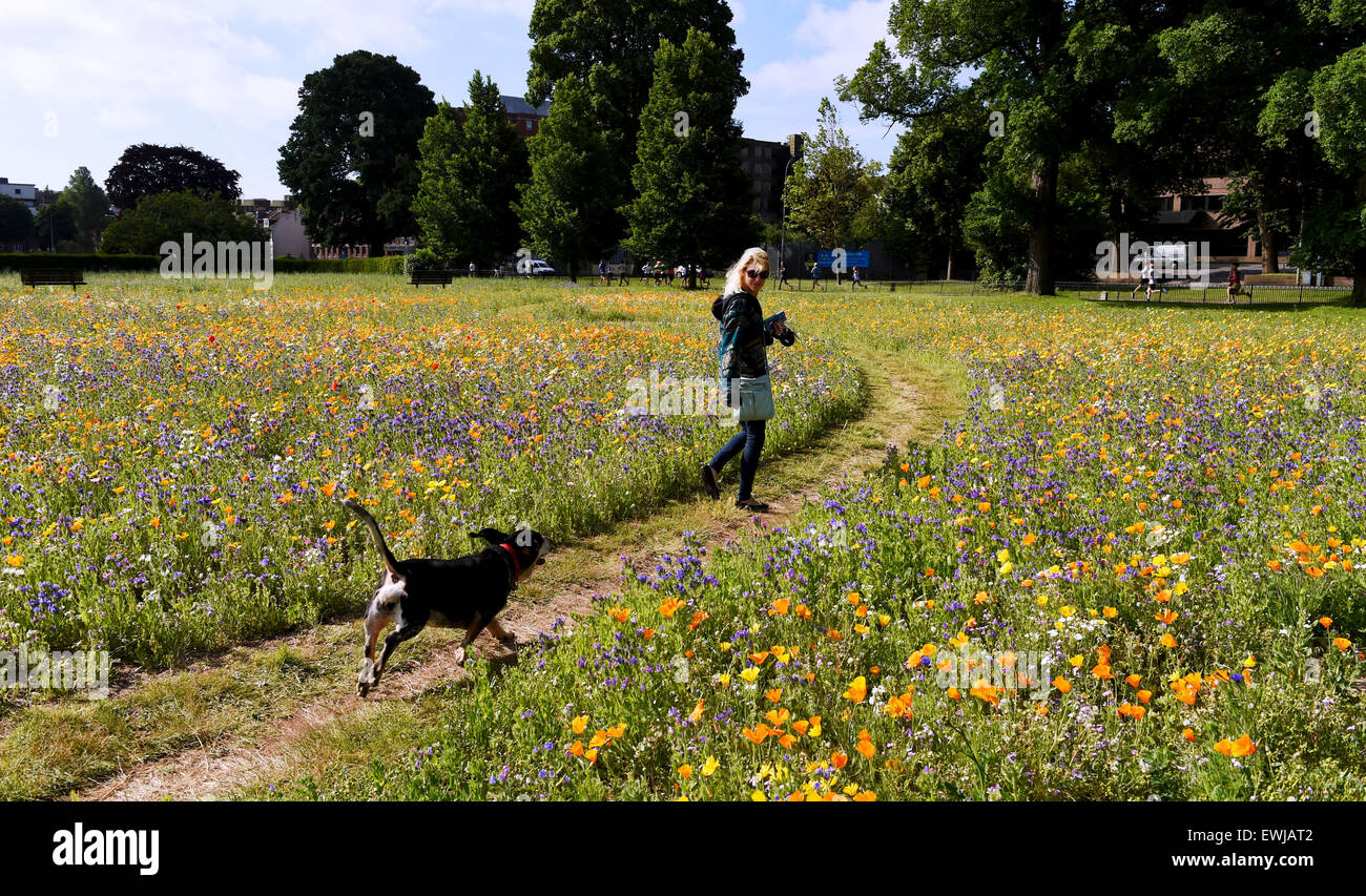 Meadow plants food plants for insects hi-res stock photography and ...