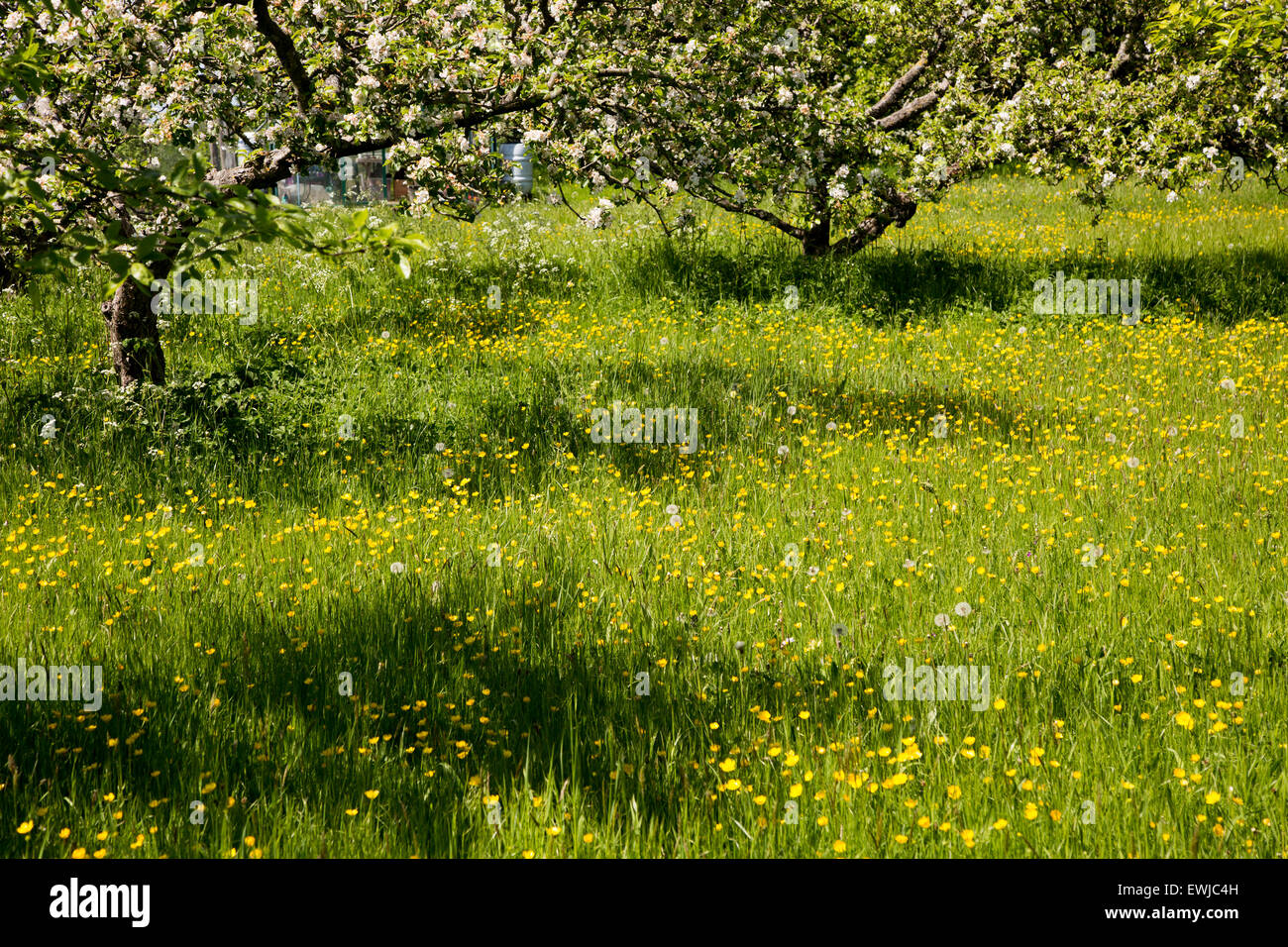 Wildflower meadow uk people hi-res stock photography and images - Alamy