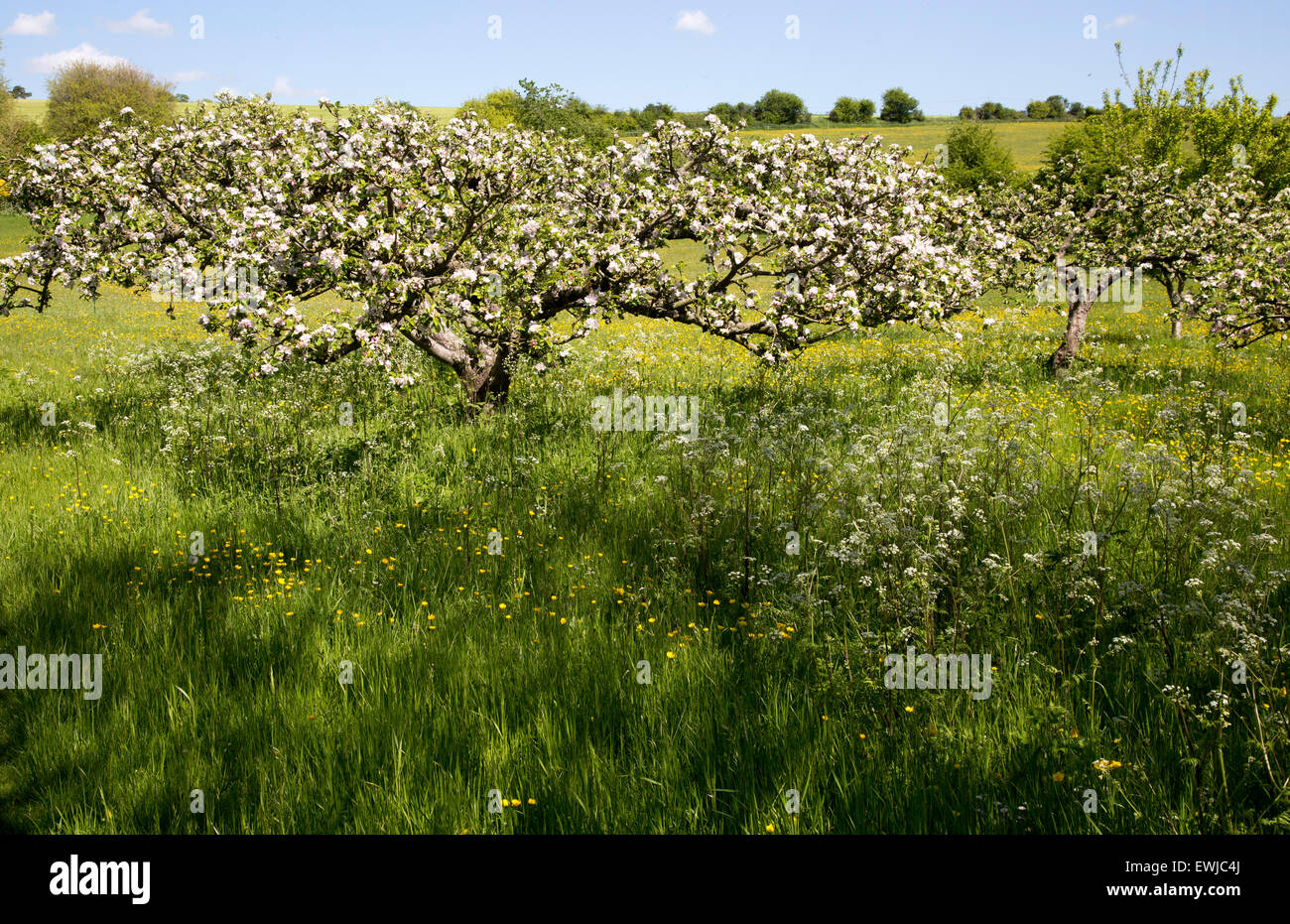 Spring blossom on trees in apple orchard and wildflower meadow ...