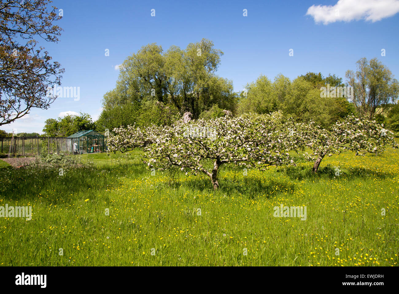 Spring blossom on trees in apple orchard and wildflower meadow ...