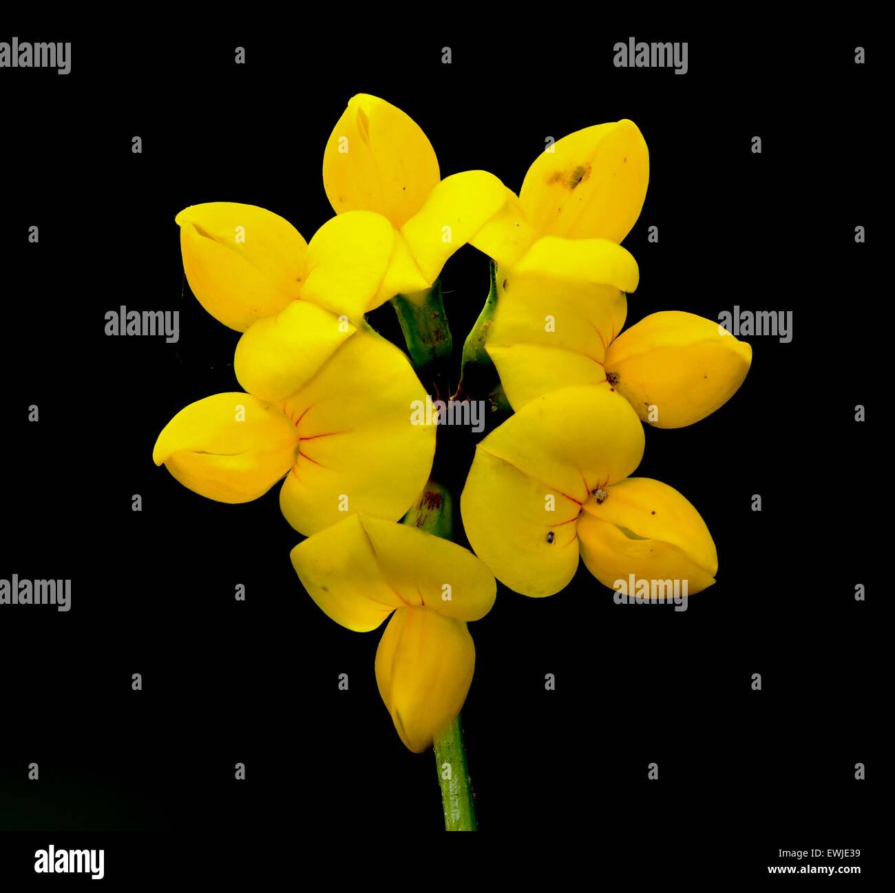 Common birds foot trefoil flower hi-res stock photography and images ...