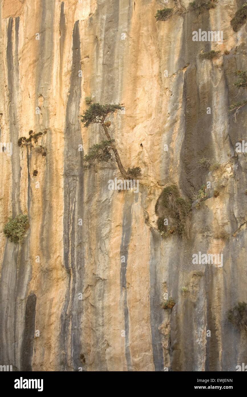Top view ancient pine tree hi-res stock photography and images - Alamy