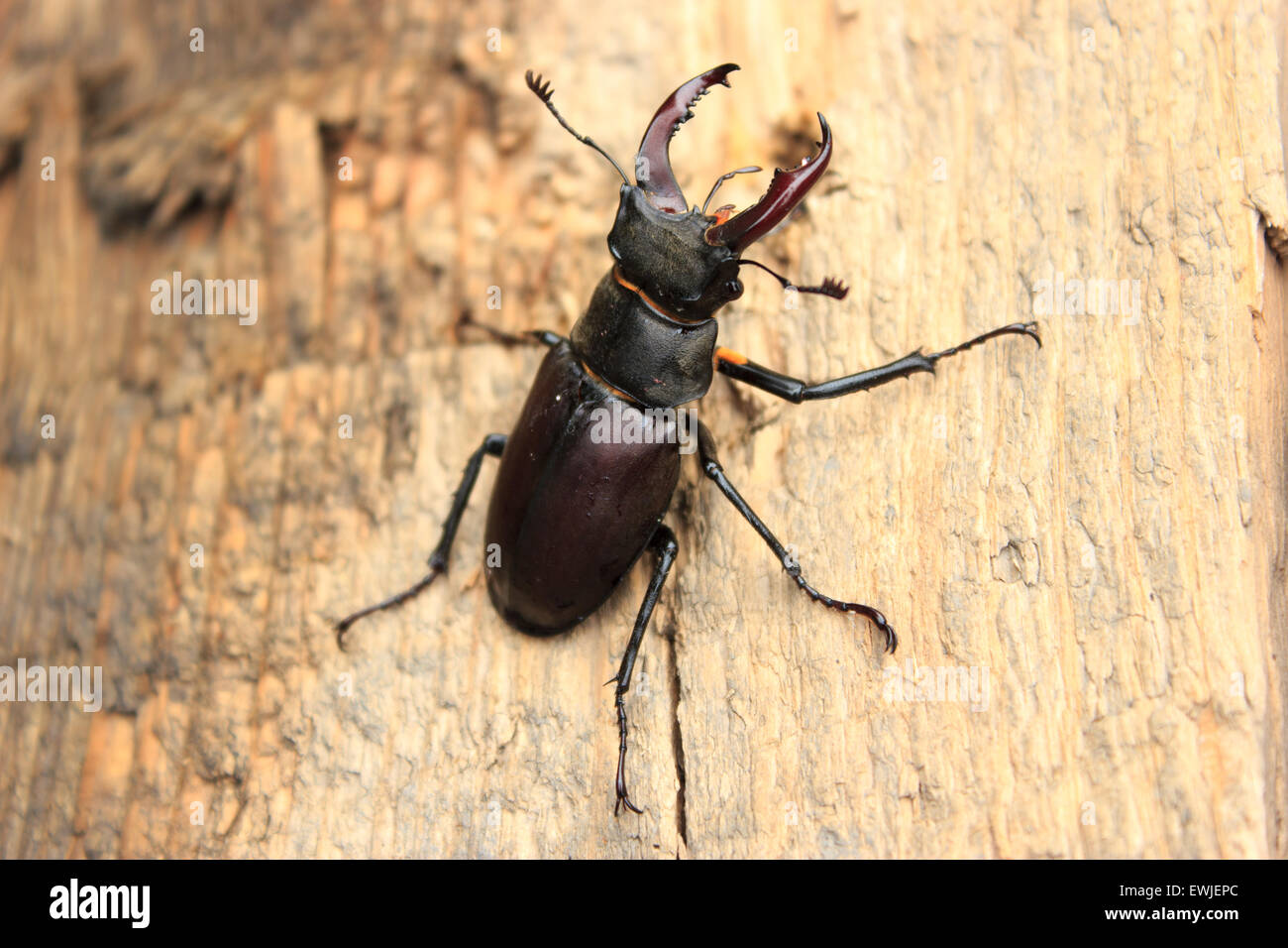 Stag Beetle, Lucanus Cervus, Insect, Zoology, Bug Stock Photo - Alamy