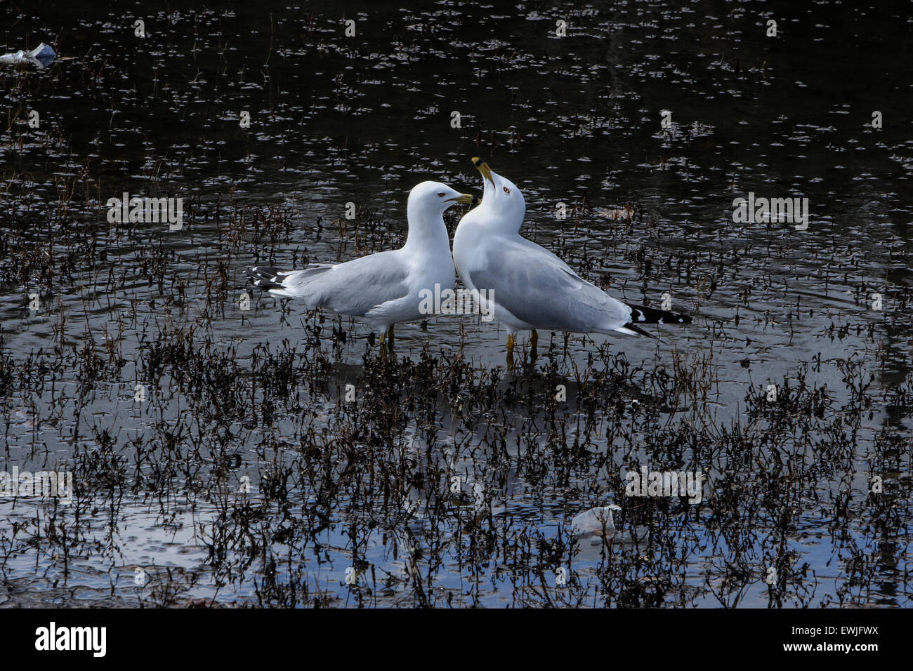 Two seagulls mating in a pool of water in spring Stock Photo - Alamy