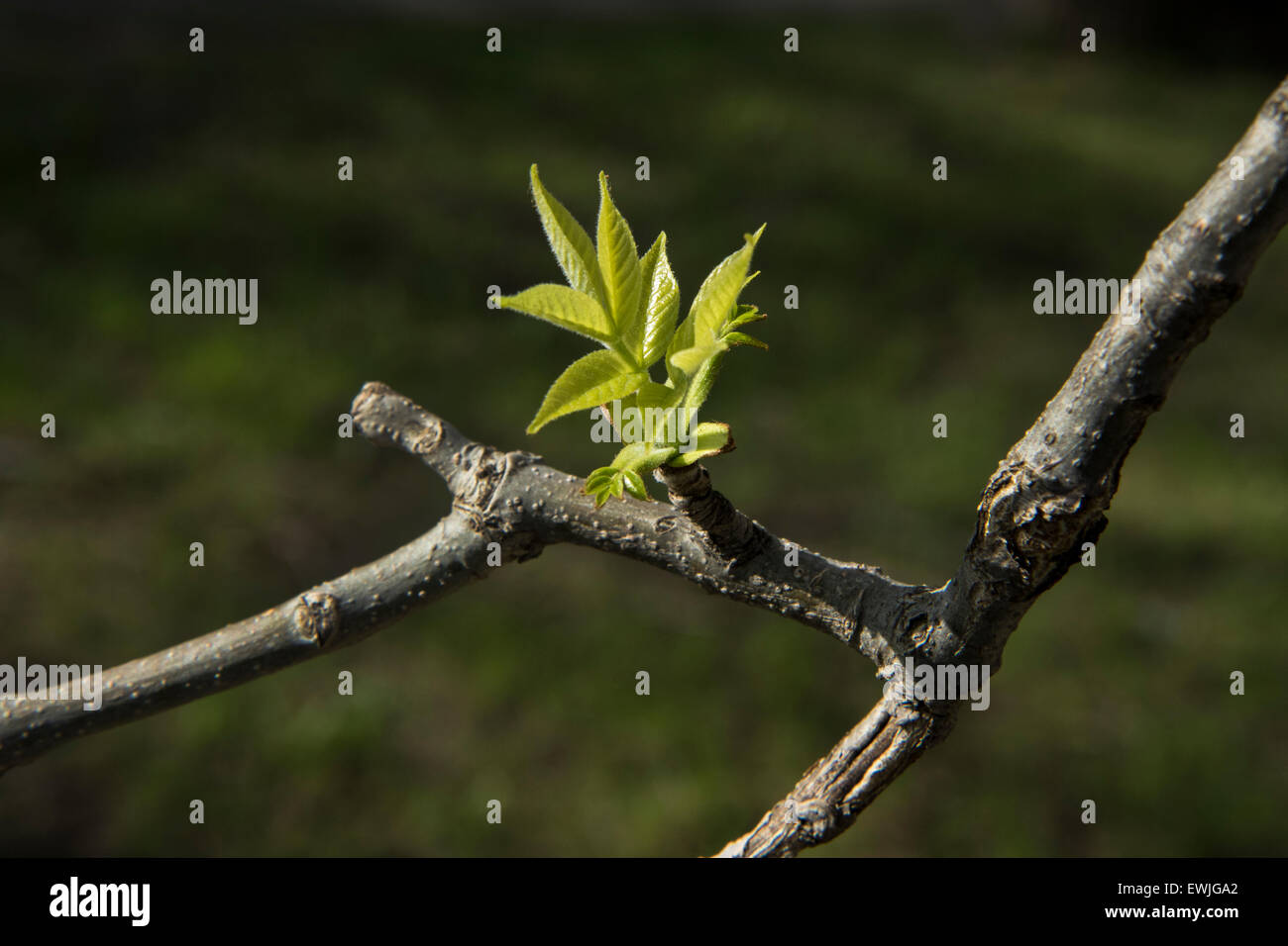 First sign of Spring depicted in photo as new leaves sprout on a branch ...
