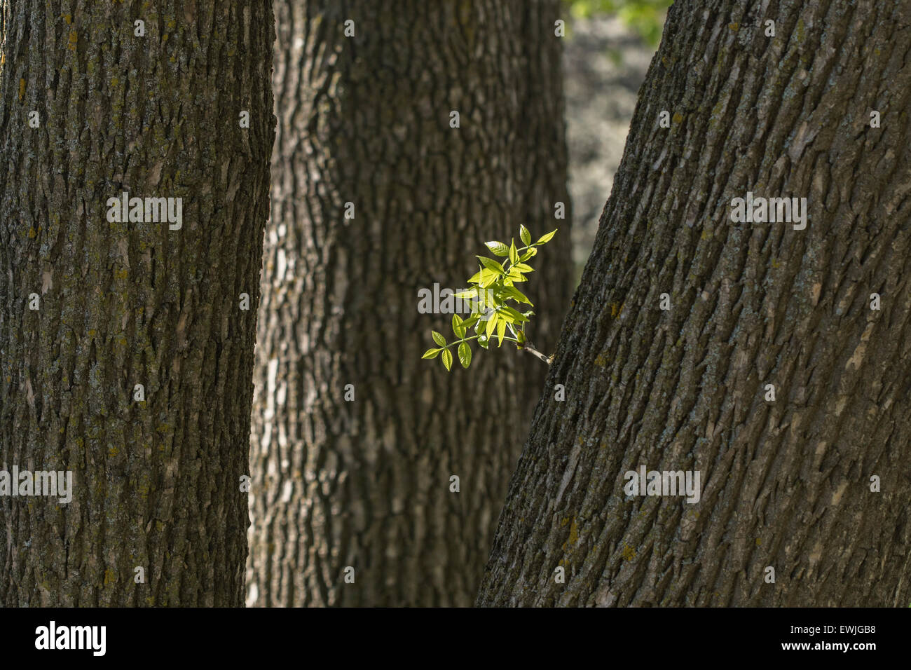 First sign of the arrival of Spring depicted as leaves sprout from a ...