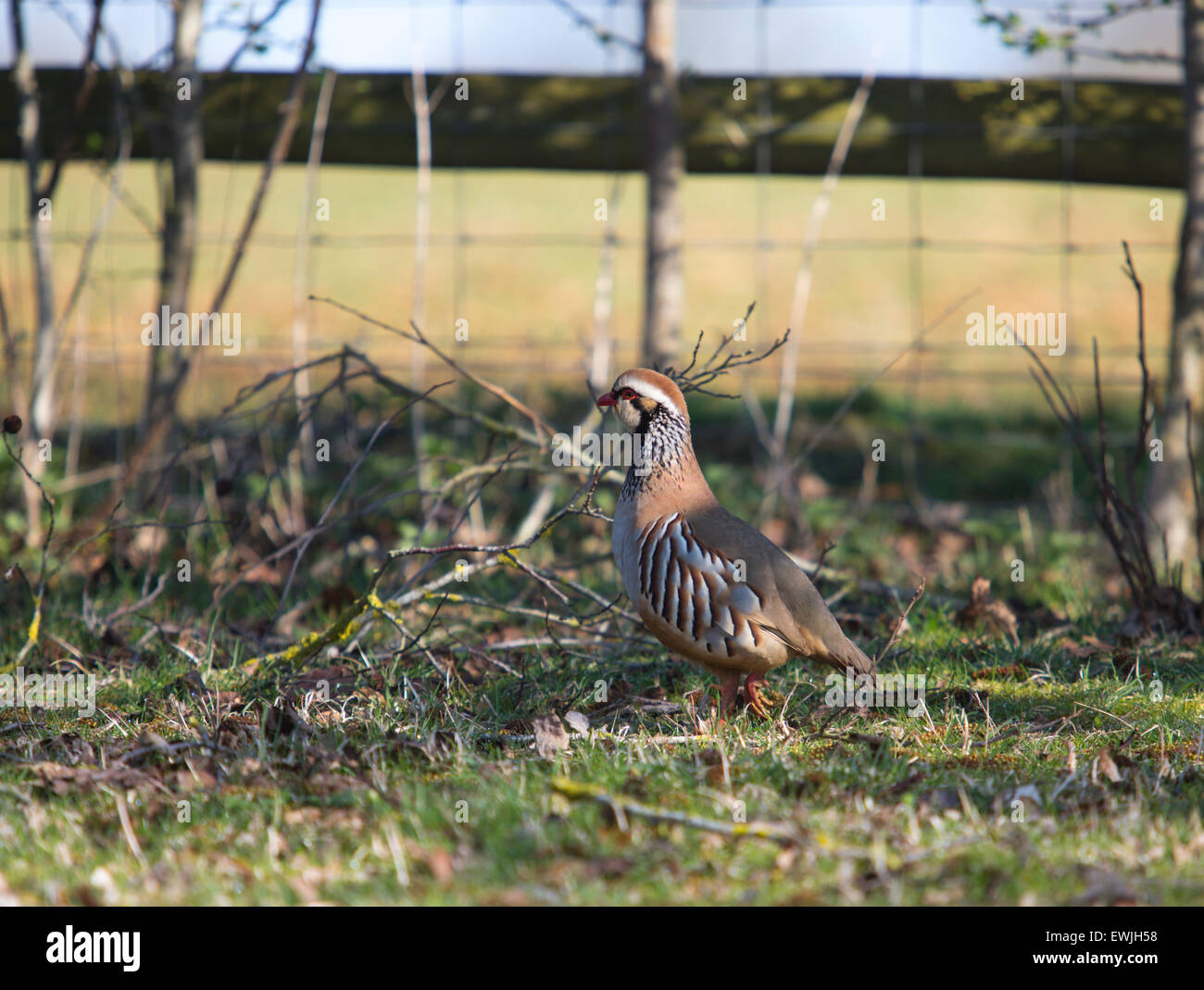 Red legged partridge in flight hi-res stock photography and images - Alamy