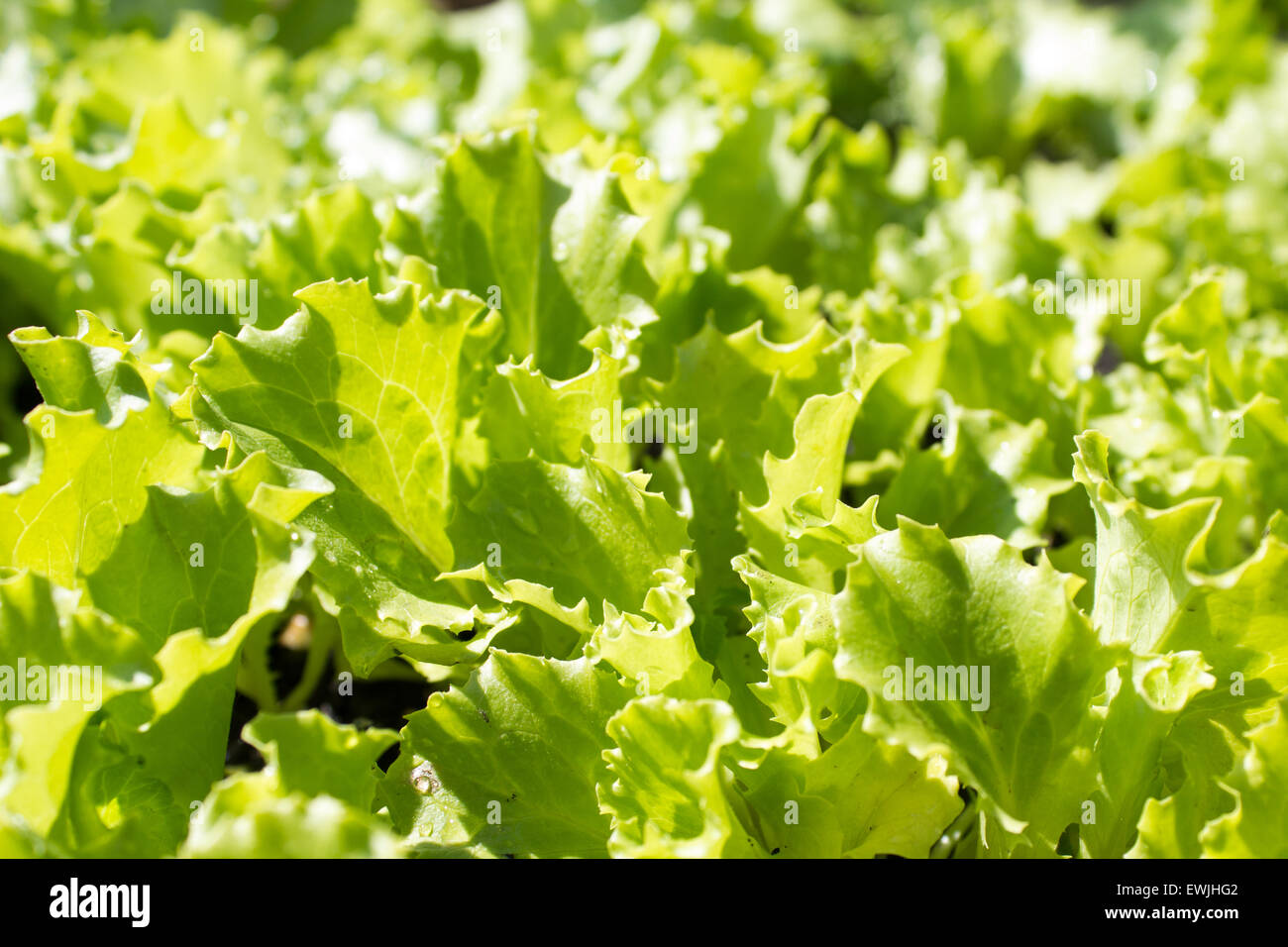 green natural background with young lettuce in the garden Stock Photo ...