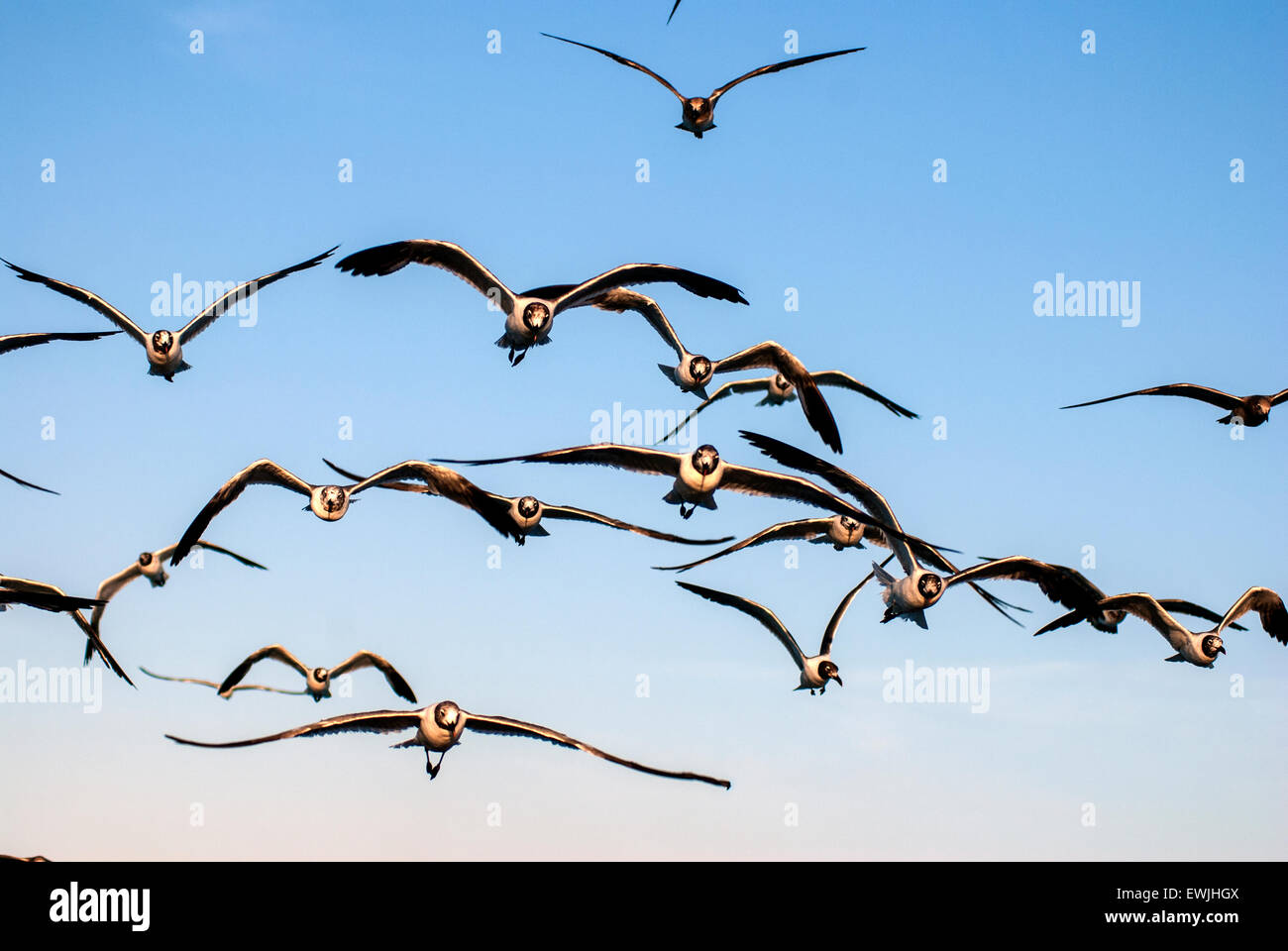 Seagulls in flight Stock Photo - Alamy