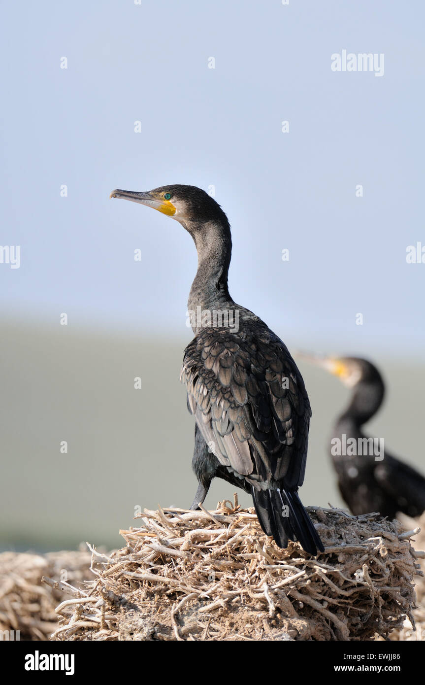 Old nest hi-res stock photography and images - Alamy