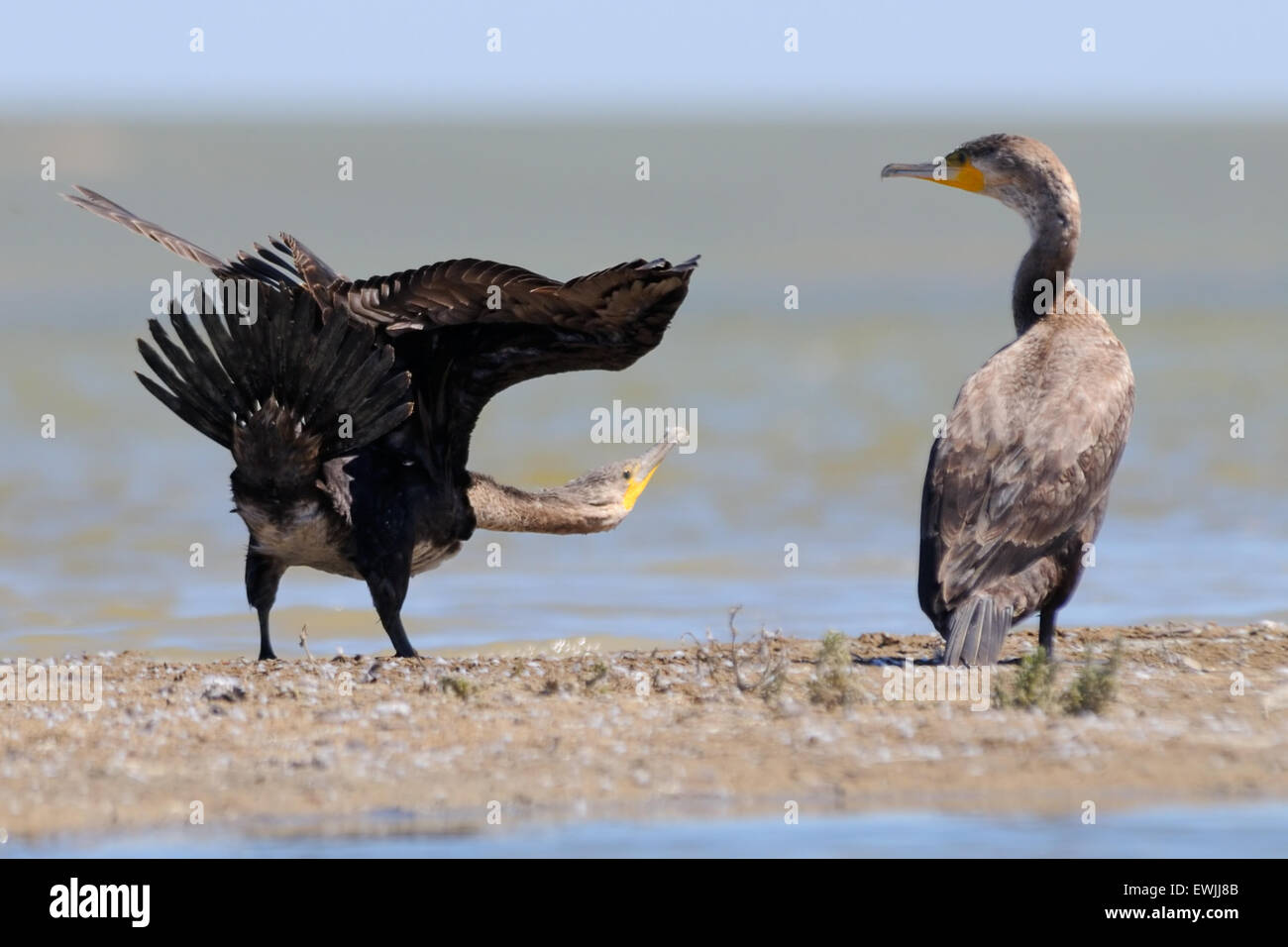 Two Great Cormorants at Manych lake in Kalmykia, Russia Stock Photo - Alamy