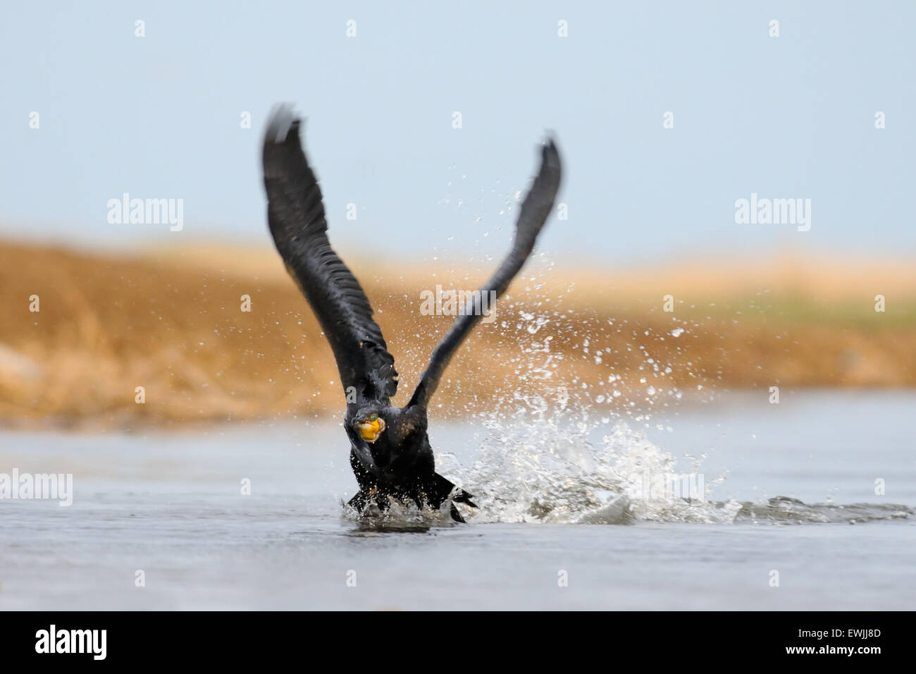 Great Cormorant running on lake water surface Stock Photo - Alamy