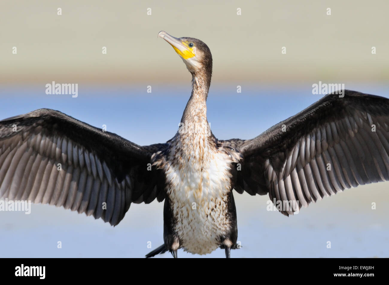 Portrait of Great Cormorant with open wings Stock Photo - Alamy