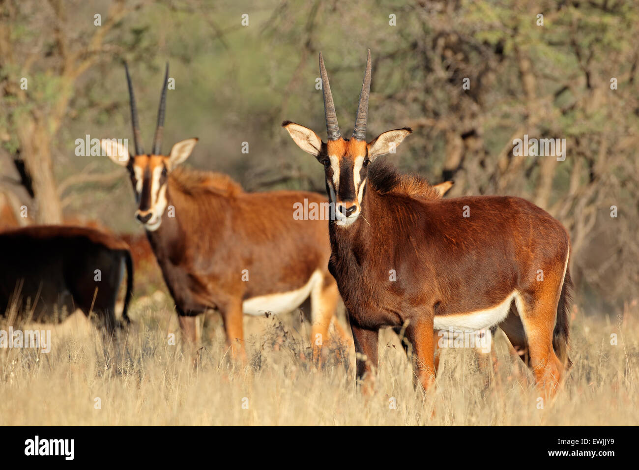 Rare antelopes hi-res stock photography and images - Alamy