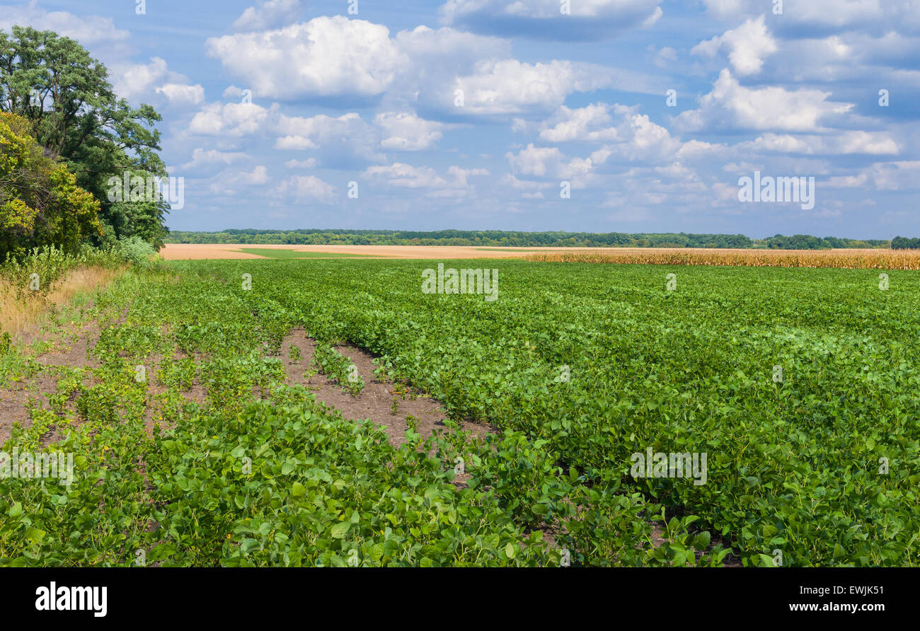 Ukrainian agricultural landscape - field with soybean, maize and wheat ...