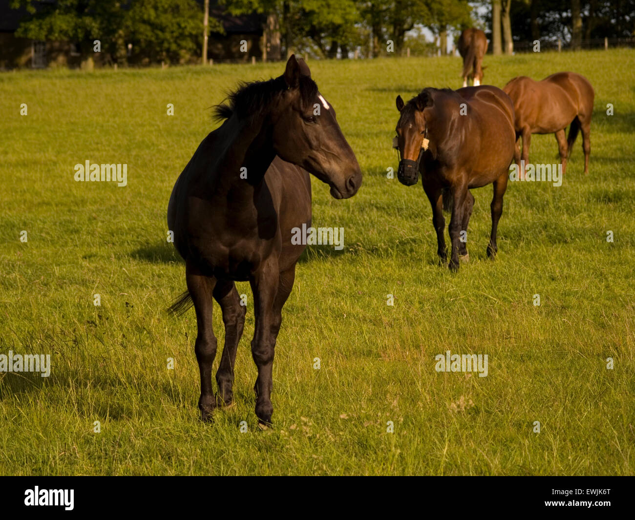 Horses in the Field Stock Photo - Alamy