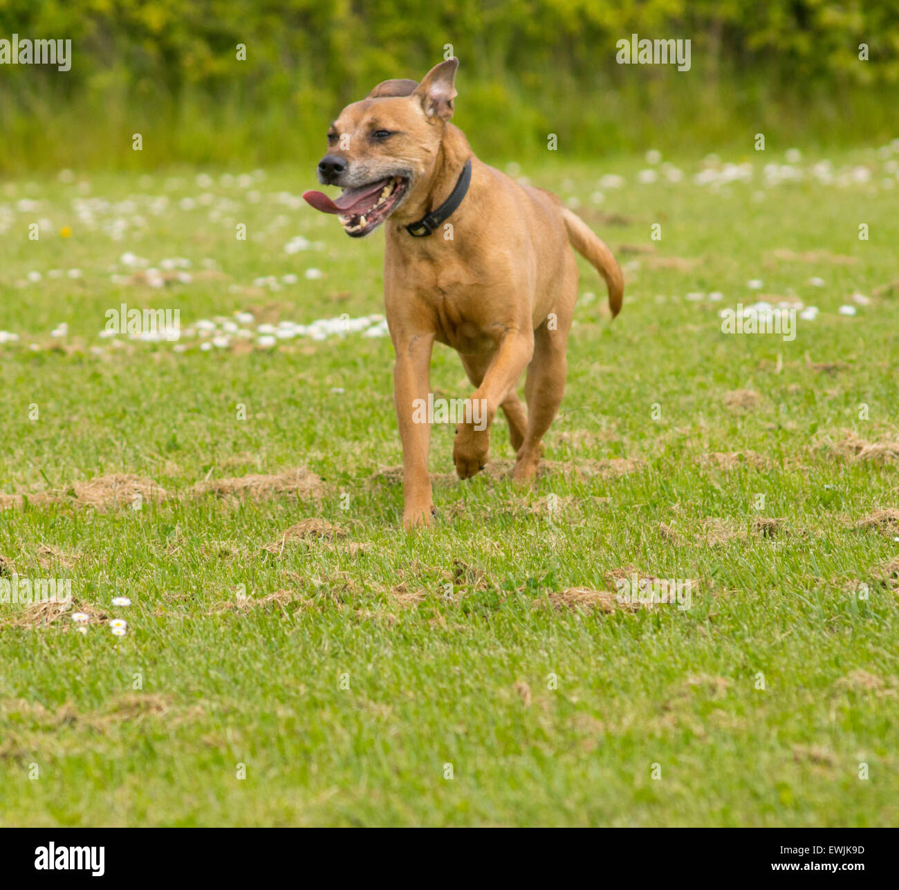 Happy dog running on a field hi-res stock photography and images - Alamy