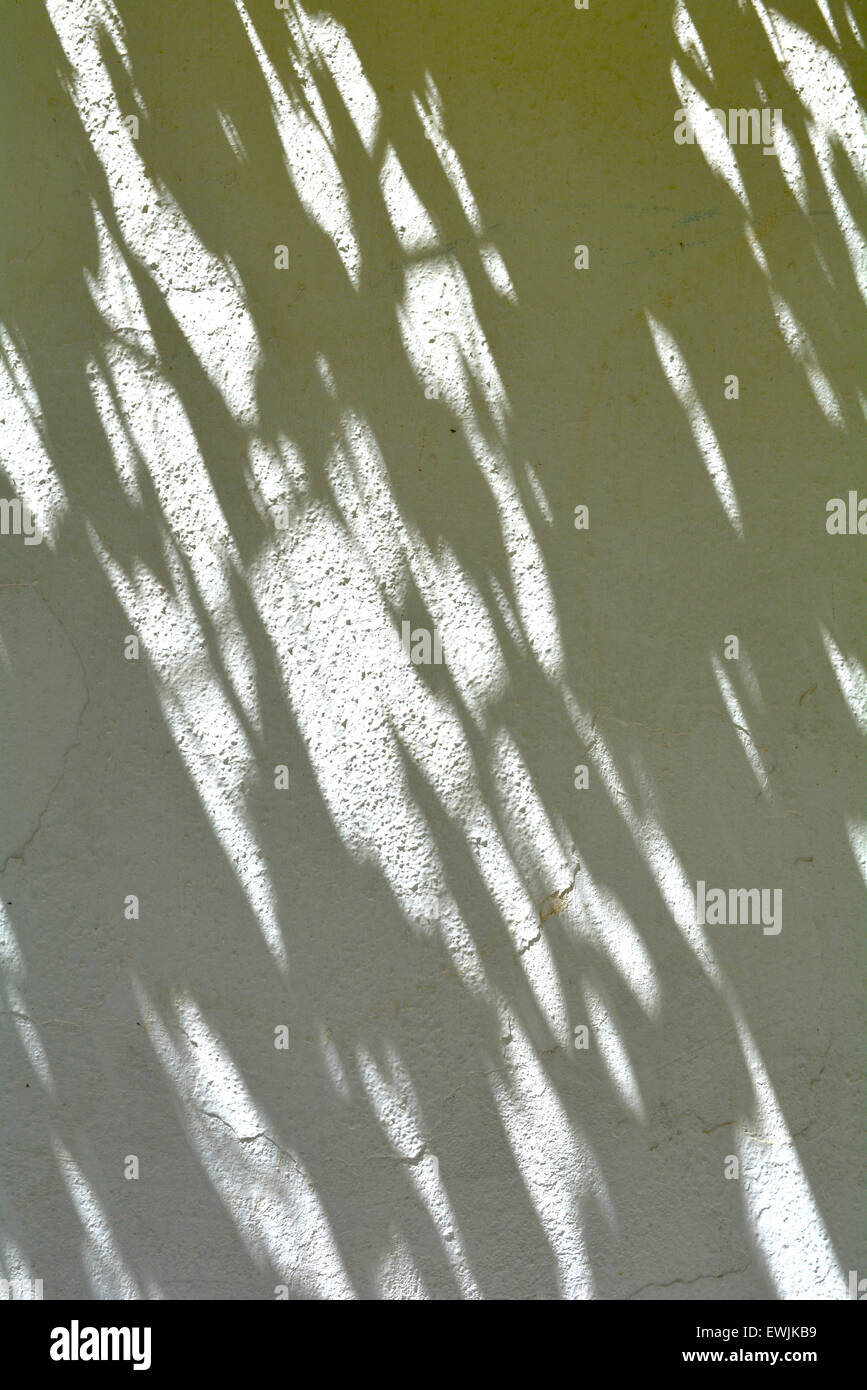 Vine leaves making shadows on a white wall in the small village of ...