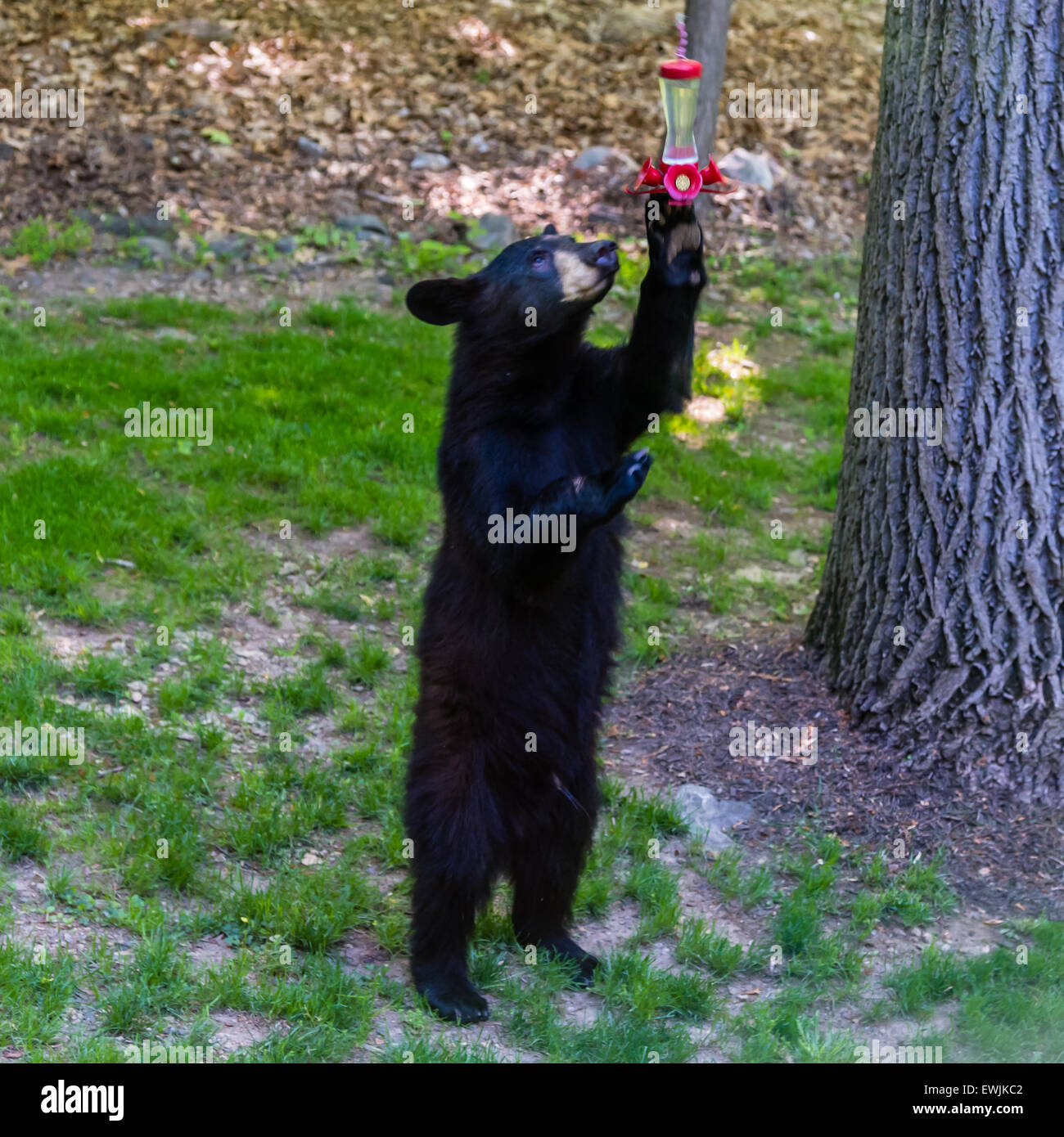 Hummingbear hi-res stock photography and images - Alamy