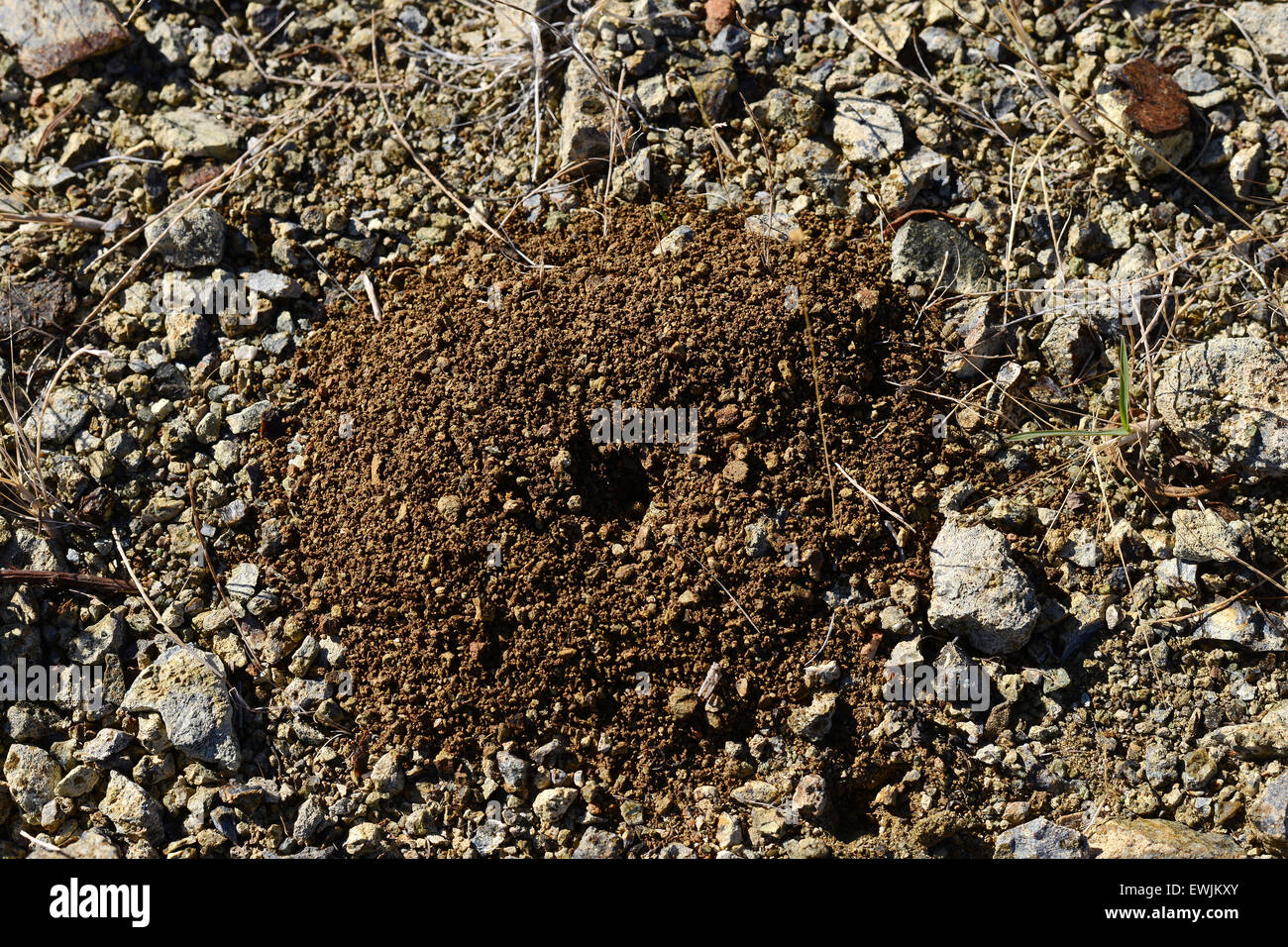 Mole_hole hi-res stock photography and images - Alamy