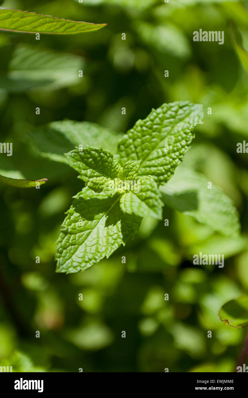 Mentha citrata hi-res stock photography and images - Alamy