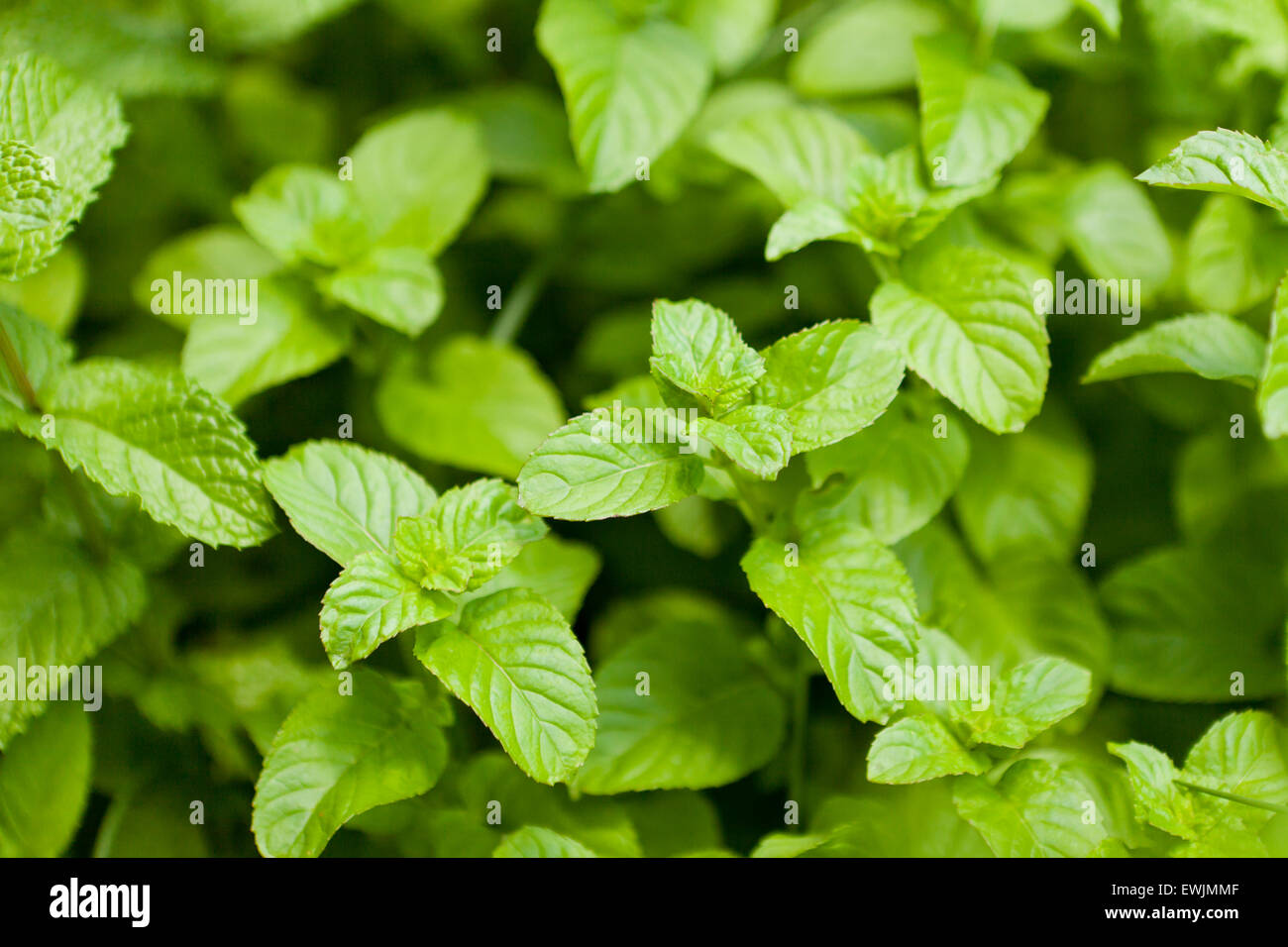 Mentha piperita x var piperita hi-res stock photography and images - Alamy