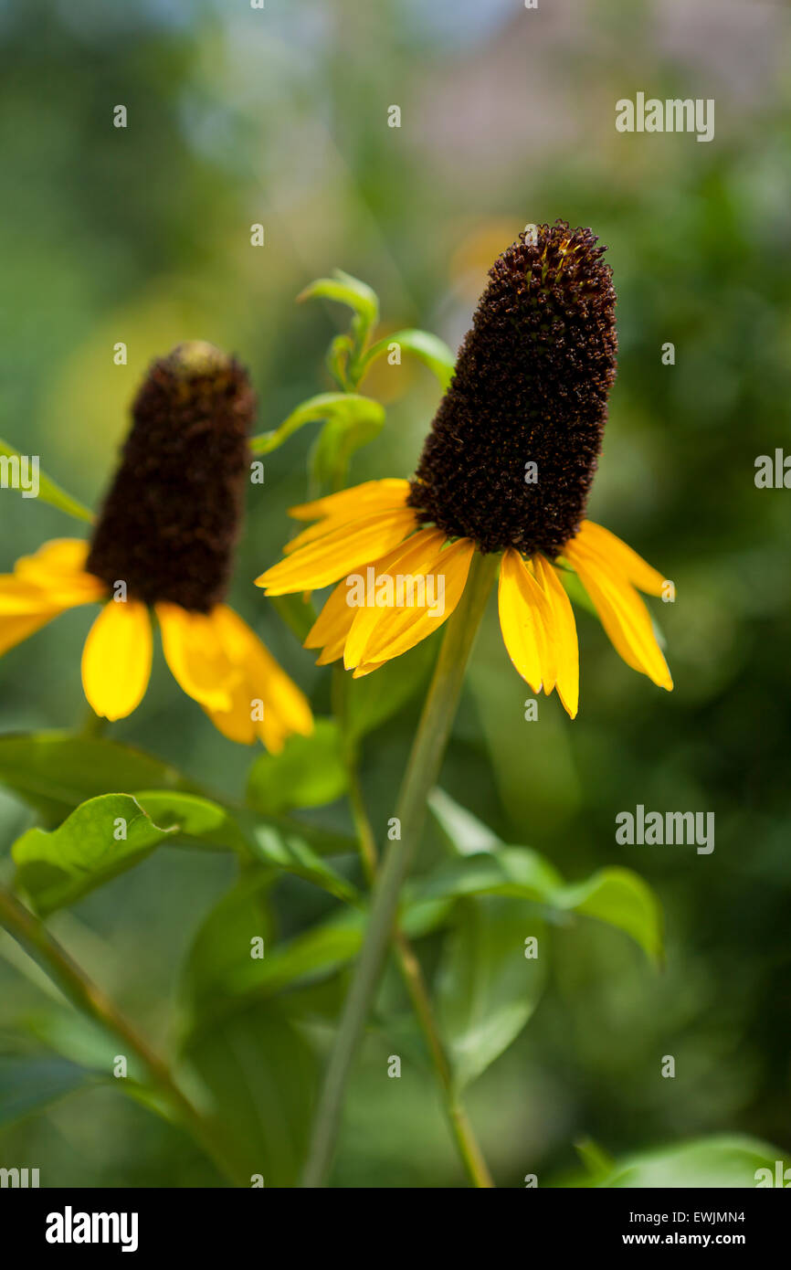 Great coneflower (Rudbeckia maxima) "Dumbo's ears" - USA Stock Photo ...