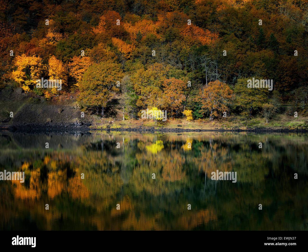 Small lake and fall color reflection near the Columbia River. Columbia ...