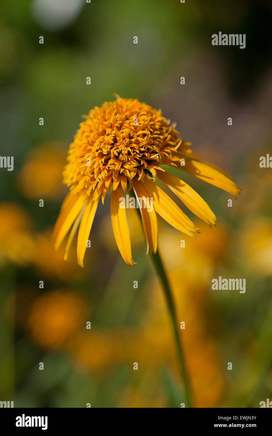 Echinacea paradoxa hi-res stock photography and images - Alamy