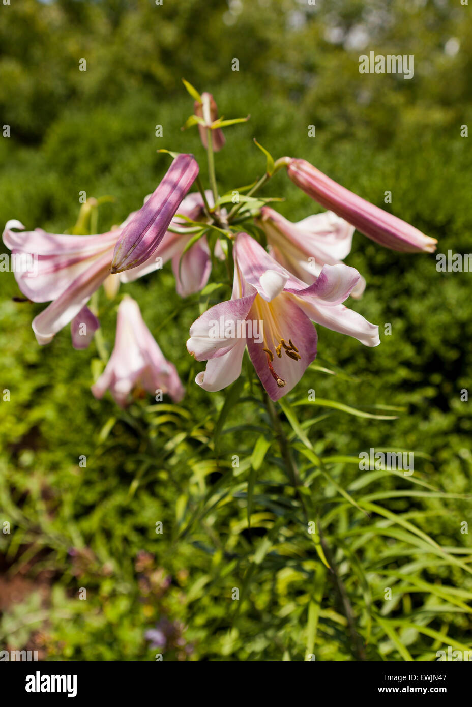 Midnight trumpet lily flowers (Lilium Stock Photo - Alamy