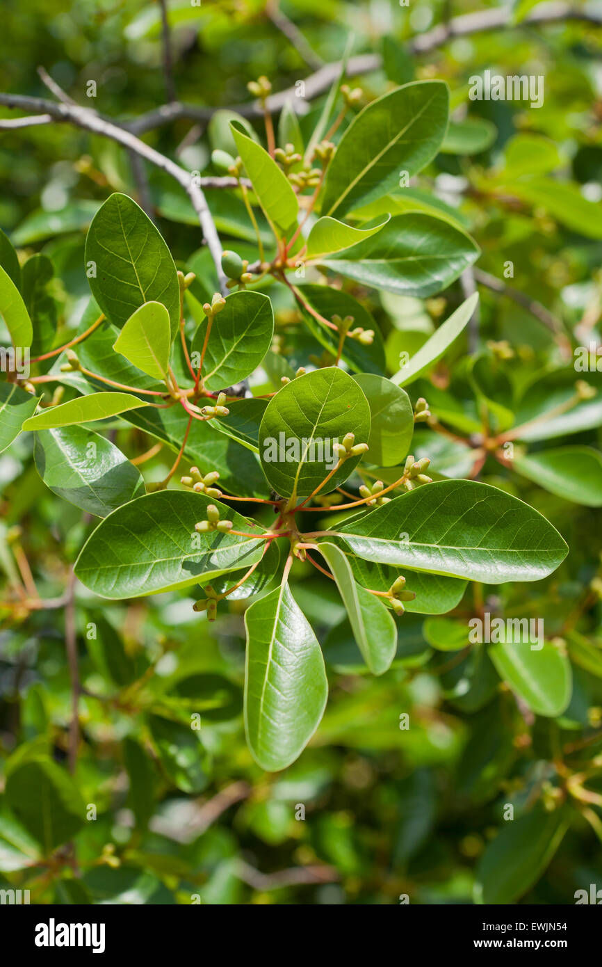 Black gum tree hi-res stock photography and images - Alamy