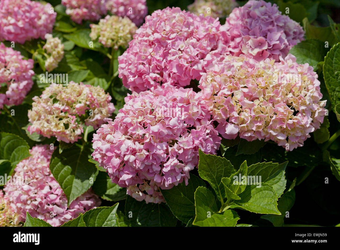 Pink hydrangea hi-res stock photography and images - Alamy
