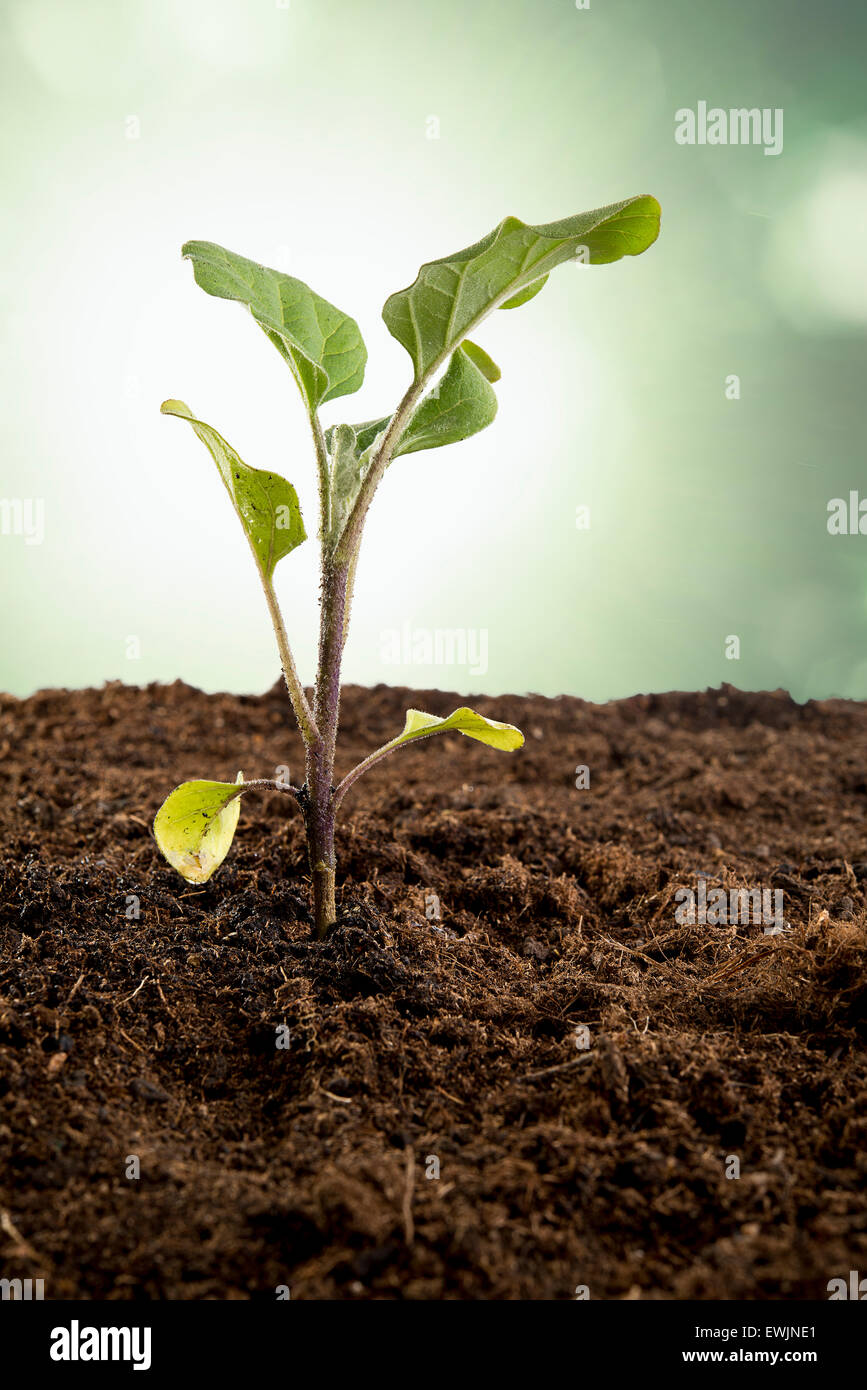 newly planted seedling in the vegetable garden for a a healthy diet ...