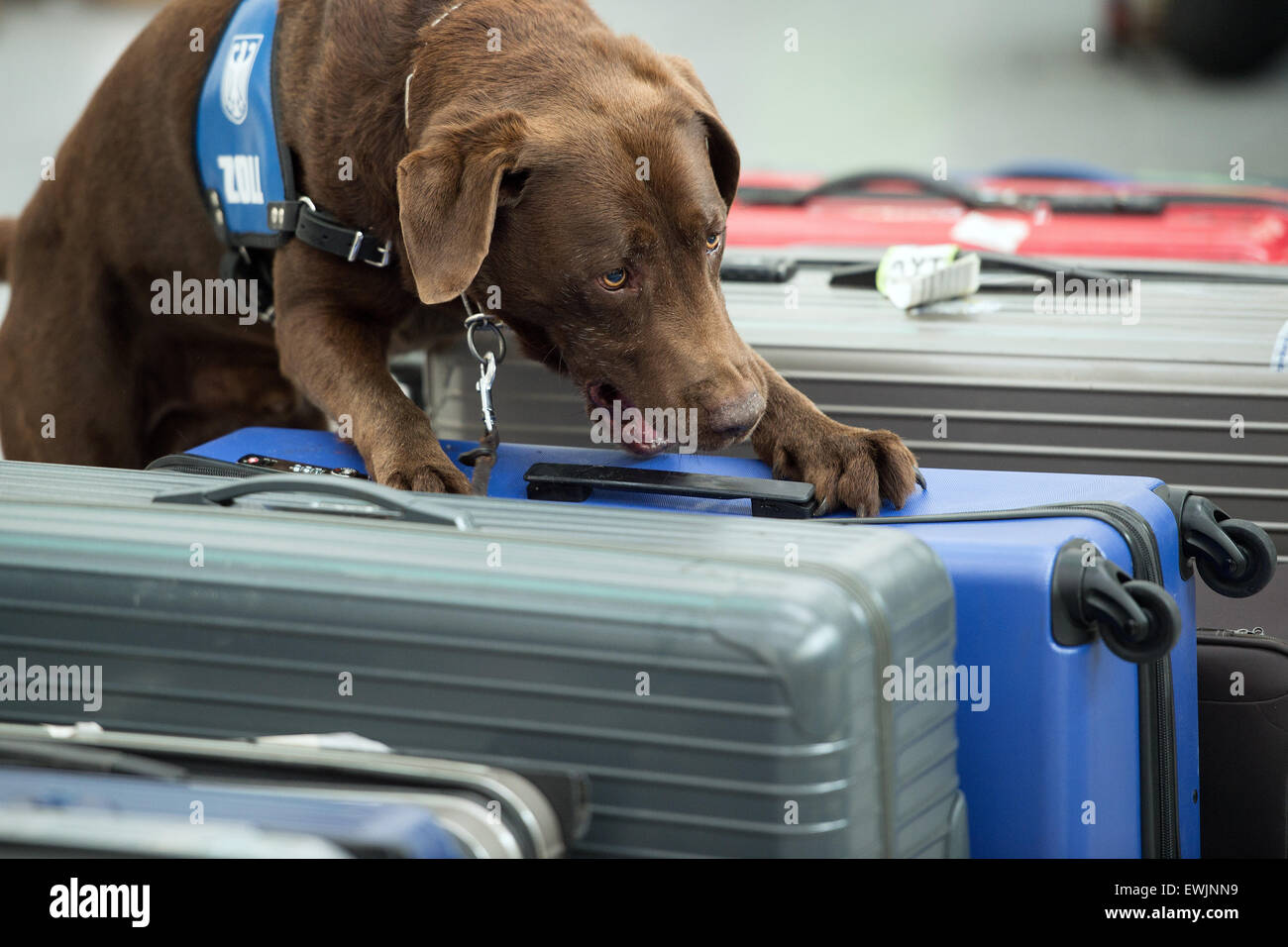 Customs tracking dog hi-res stock photography and images - Alamy