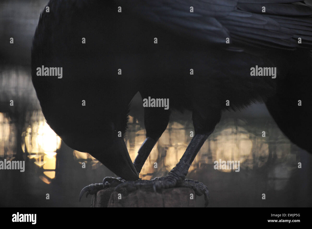 Raven fence hi-res stock photography and images - Alamy