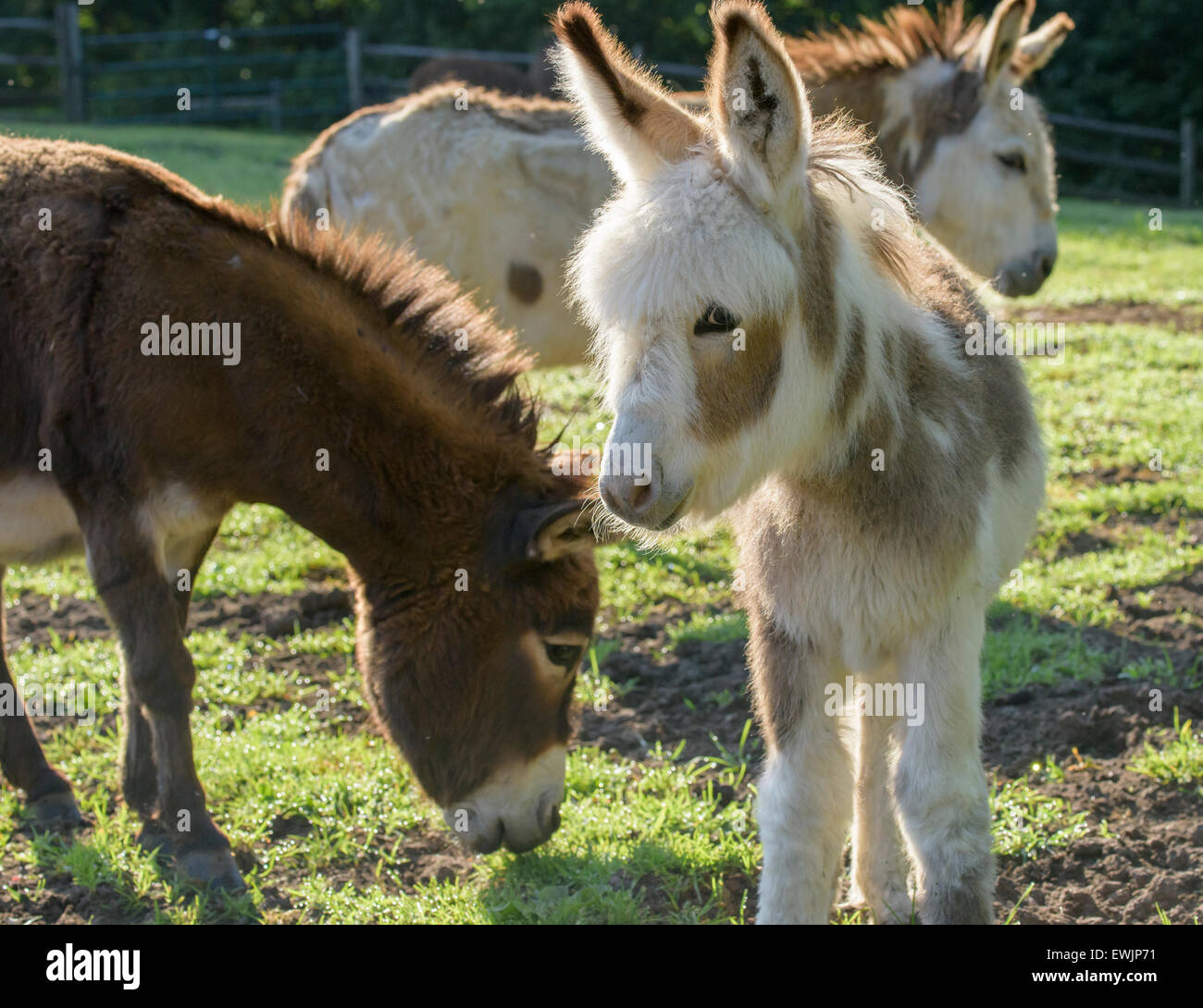 Cute Mini Donkeys