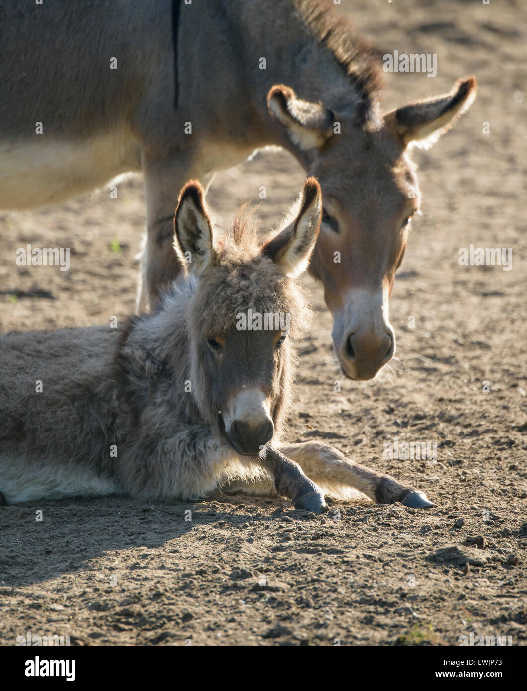 Jenny and Miniature Donkey foal lying Stock Photo - Alamy