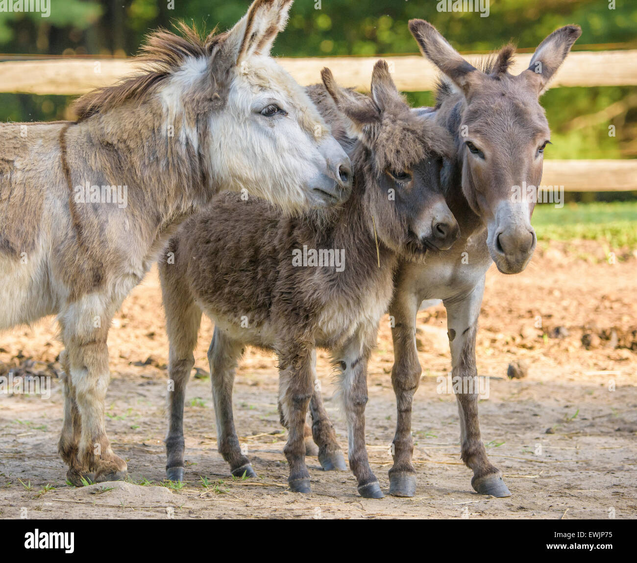 Jack donkey hi-res stock photography and images - Alamy