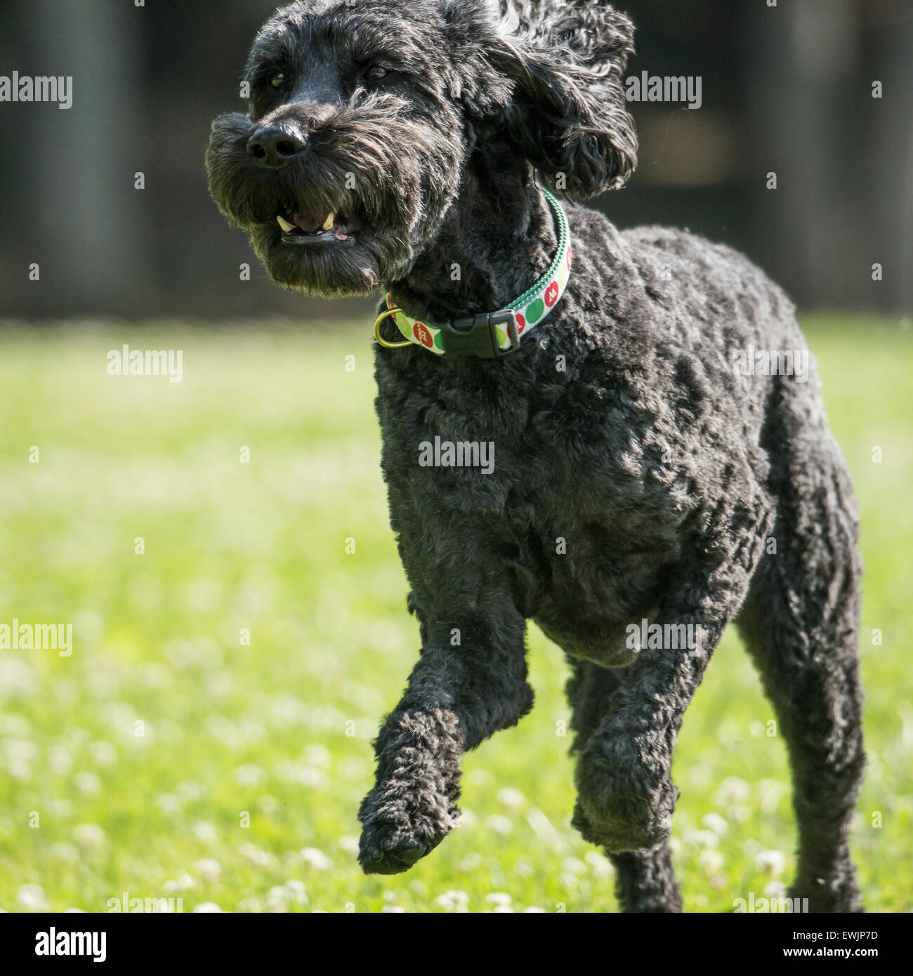 Labradoodle dog running Stock Photo - Alamy