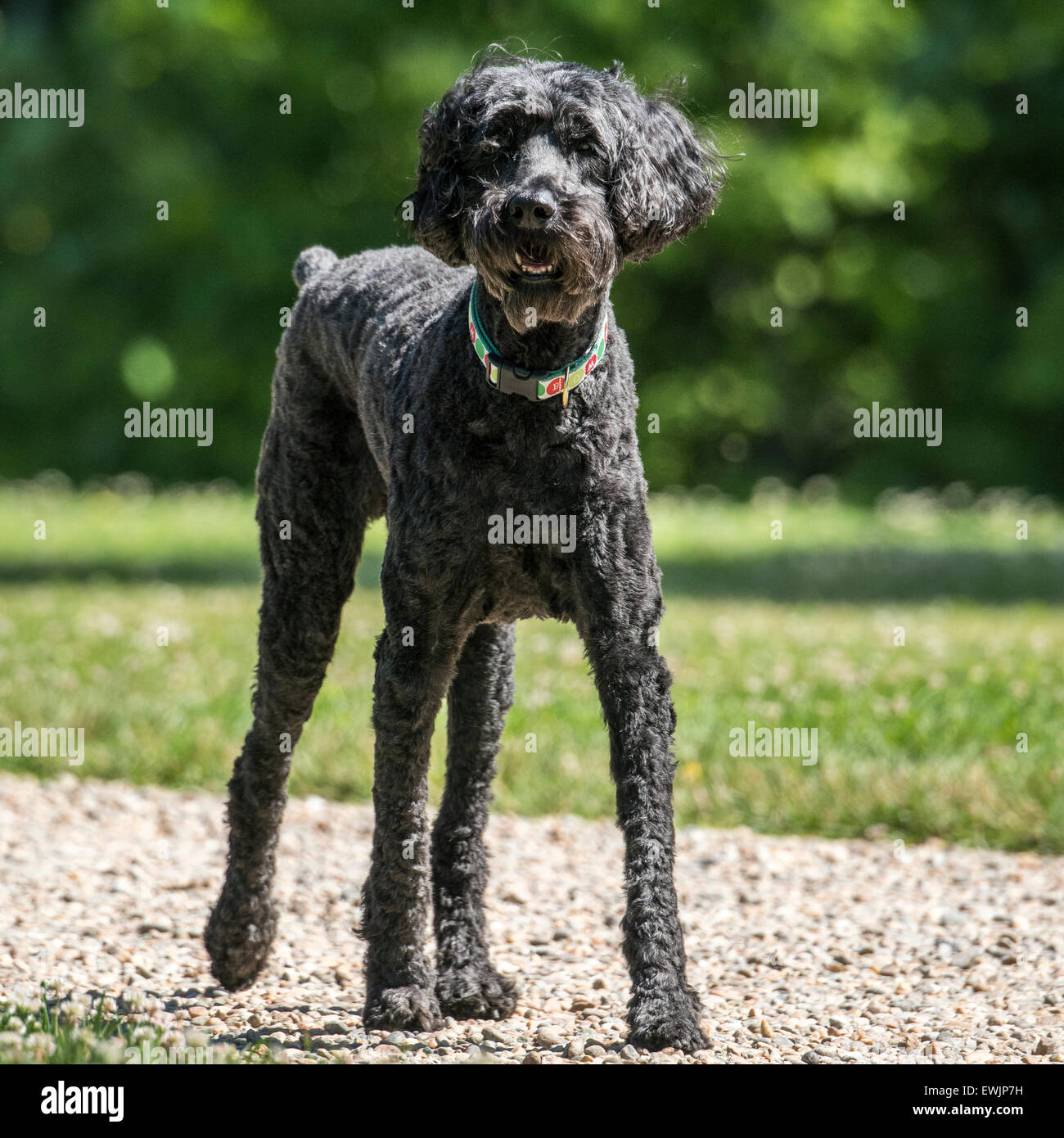 Labradoodle dog standing Stock Photo - Alamy