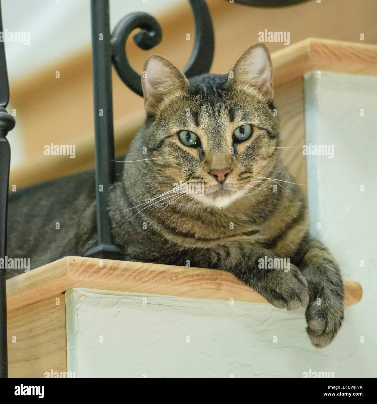 Domestic Gray Tabby male pet cat Stock Photo - Alamy