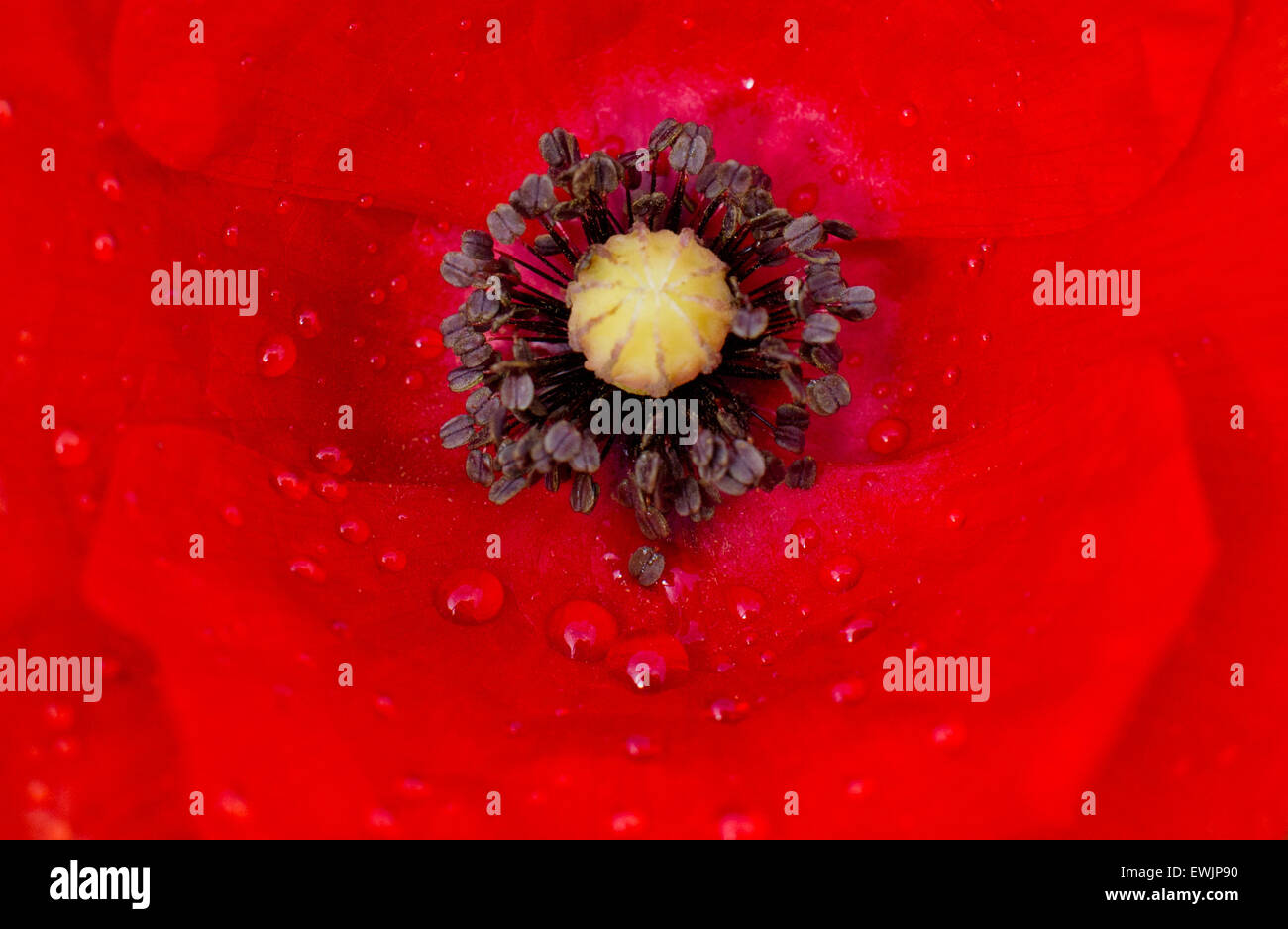 Sehnde, Germany. 23rd June, 2015. Droplets of rain on a poppy flower in ...