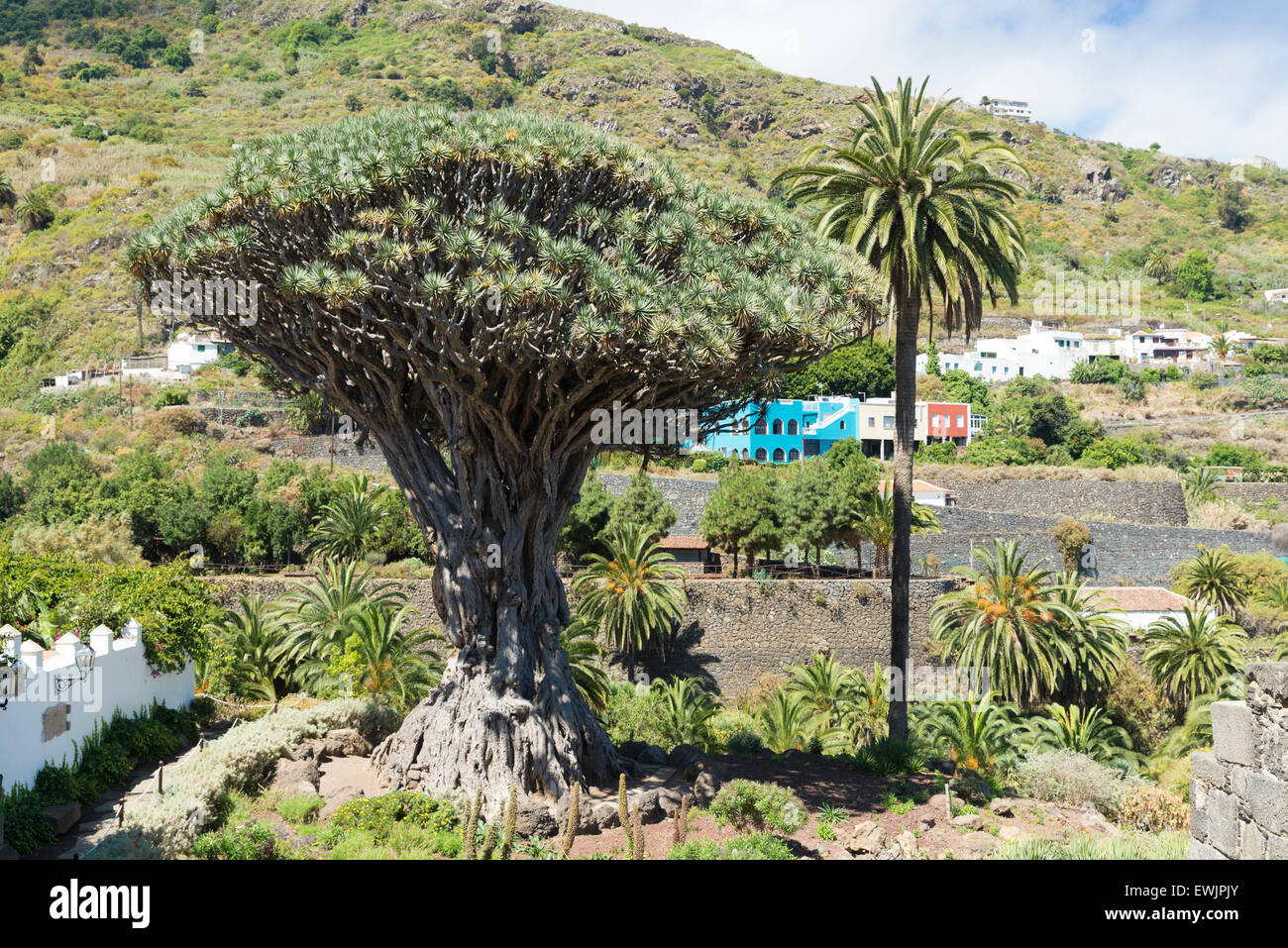 Millenium Dragon Tree (Dracaena draco). Town Icod de los Vinos,Tenerife ...