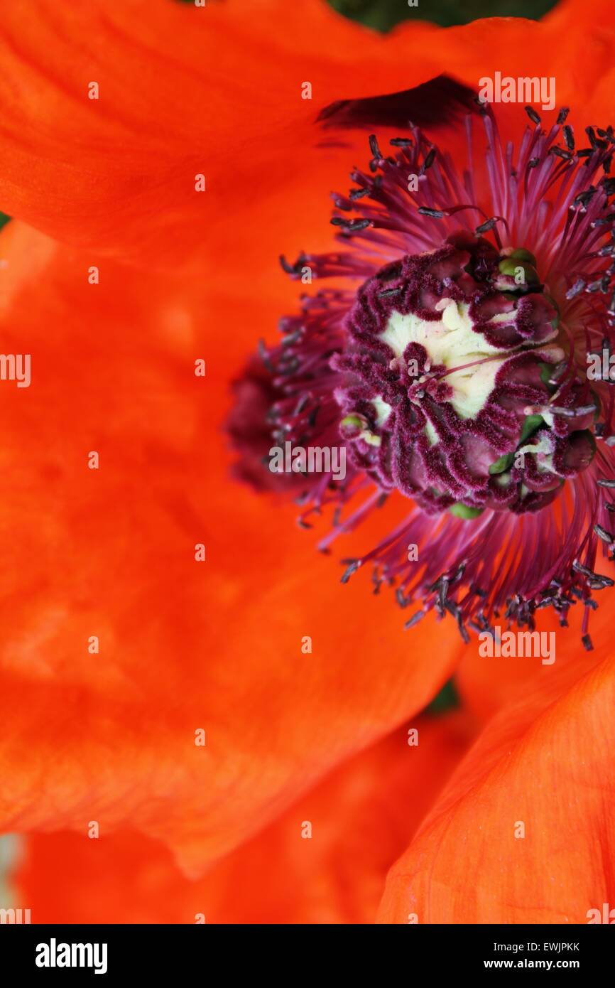 Poppy close up hi-res stock photography and images - Alamy