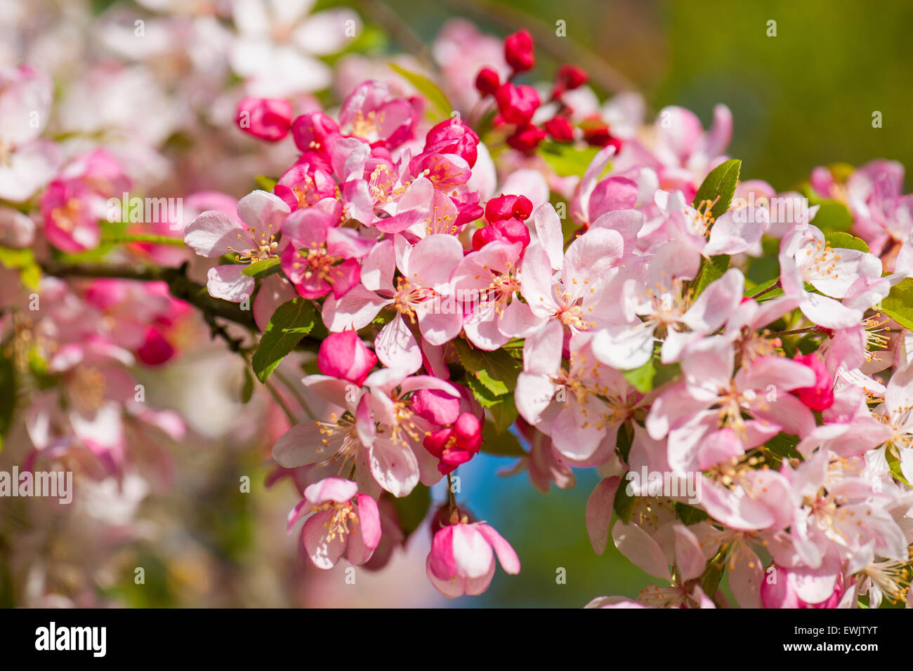 apple tree bloom Stock Photo - Alamy