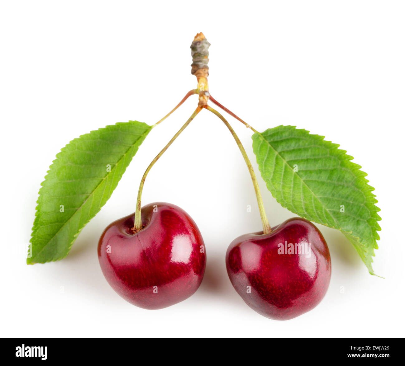 Bright cherry fruit with green leaves isolated on white background ...